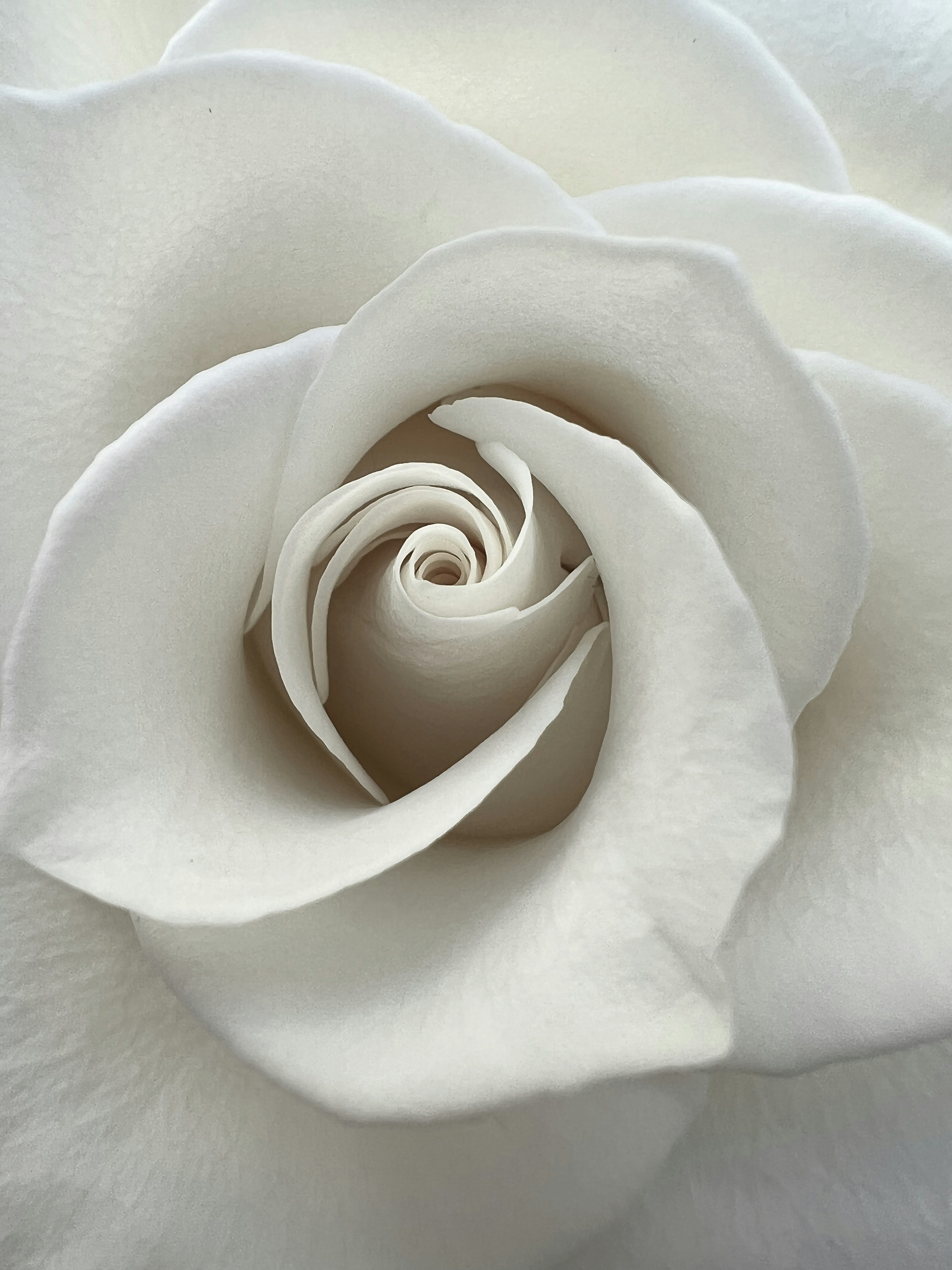 Close-up of a white rose revealing intricate spiral petals. The delicate textures and soft curves create a tranquil visual experience.