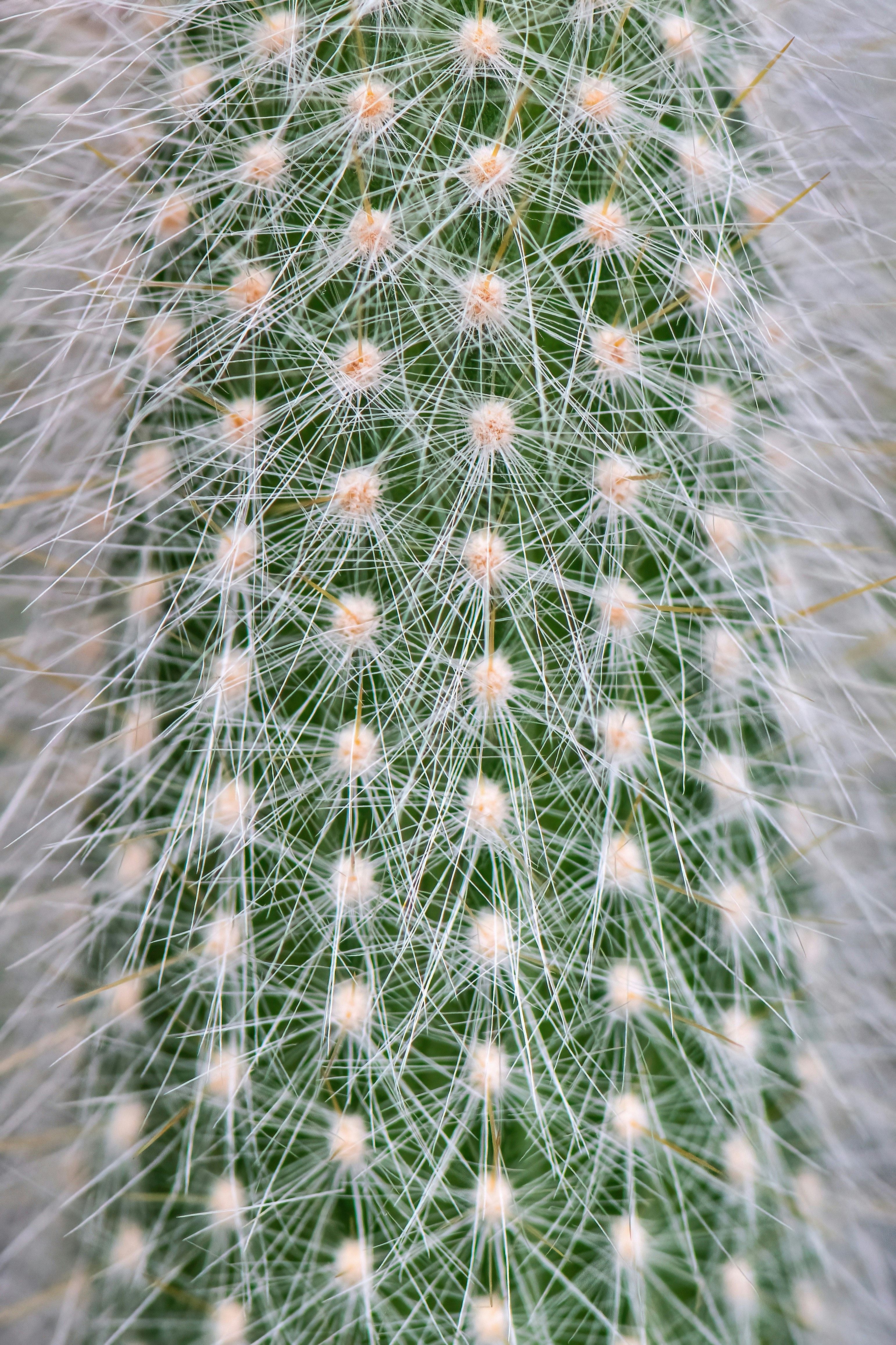 Close up of cactus spines. I think this is an old man cactus Cephalocereus senilis, or a closely related species.