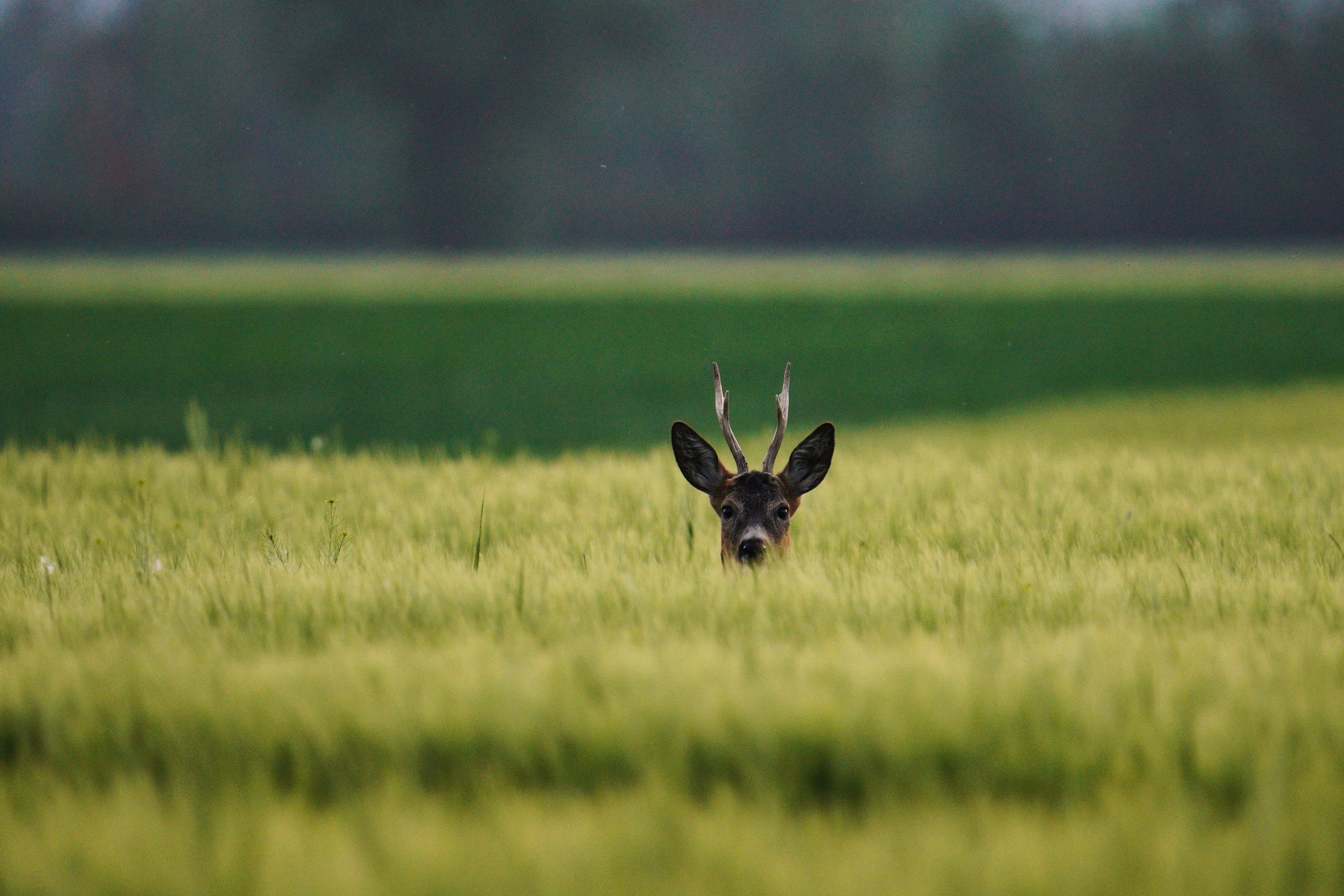 Emerald Field Sentinel: A deer peers from the tall grass toward the hazy horizon