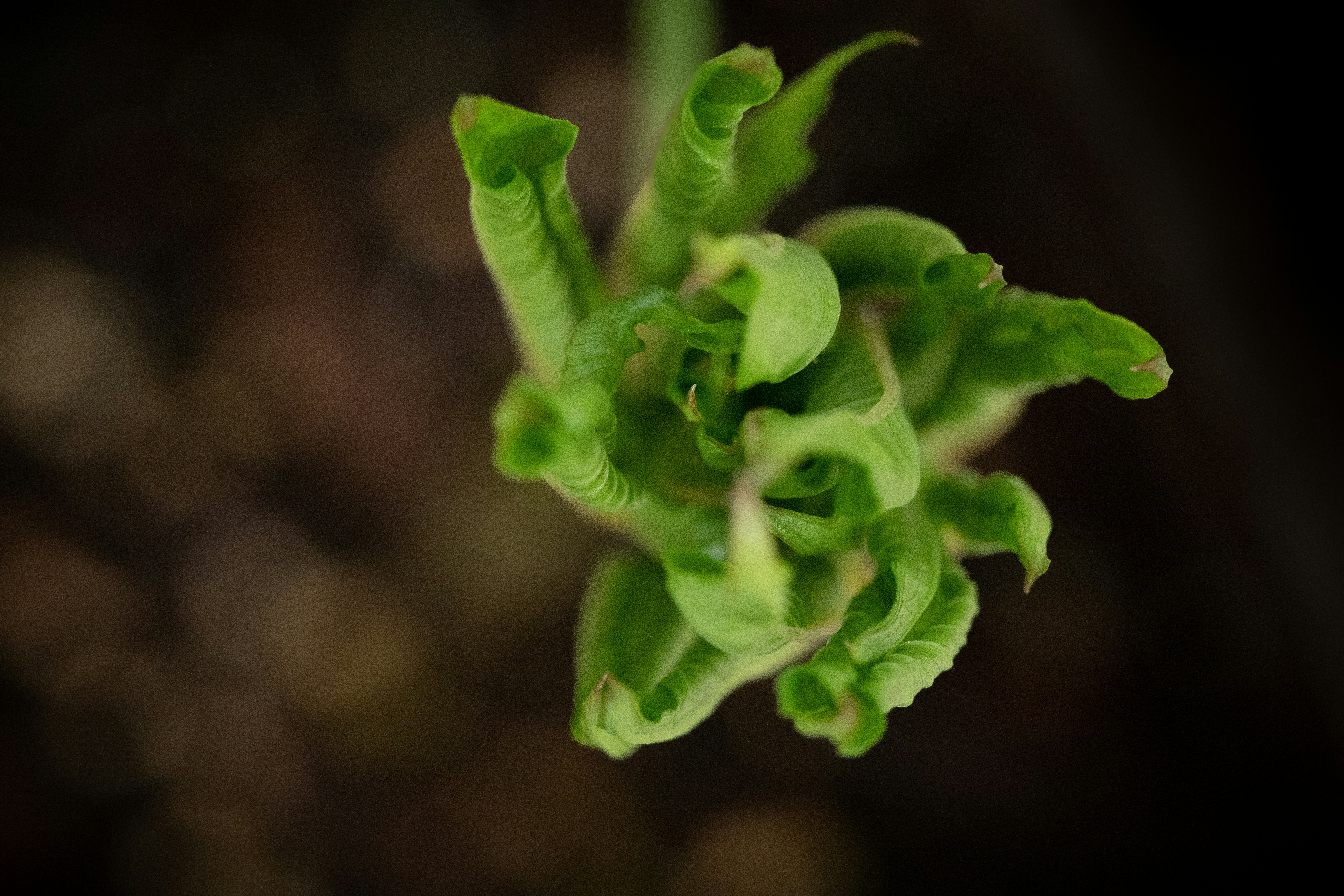 Verdant Spiral: Fresh Growth Reaching for Light