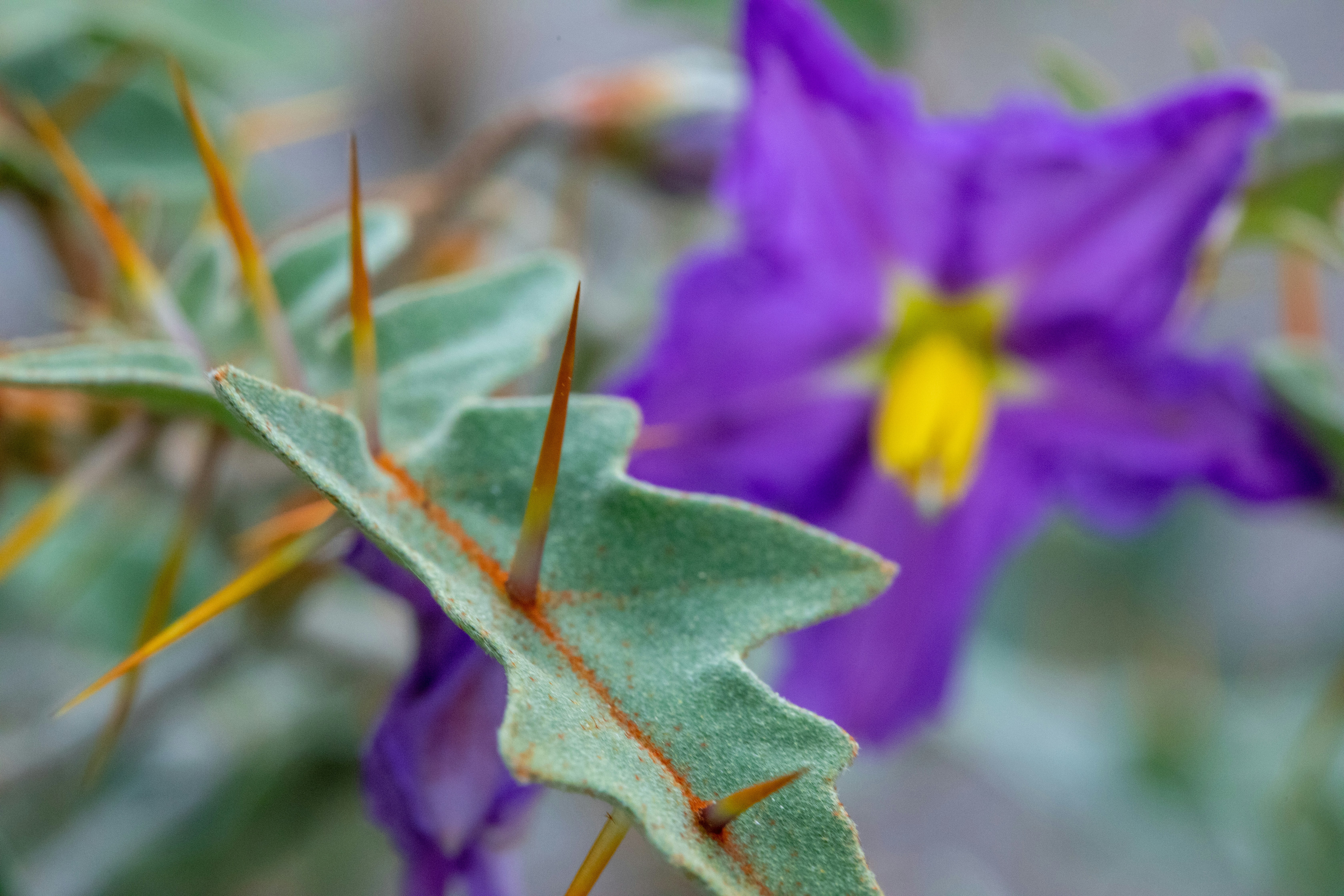 Purple bloom in focus amid spiky thorns and soft background greens