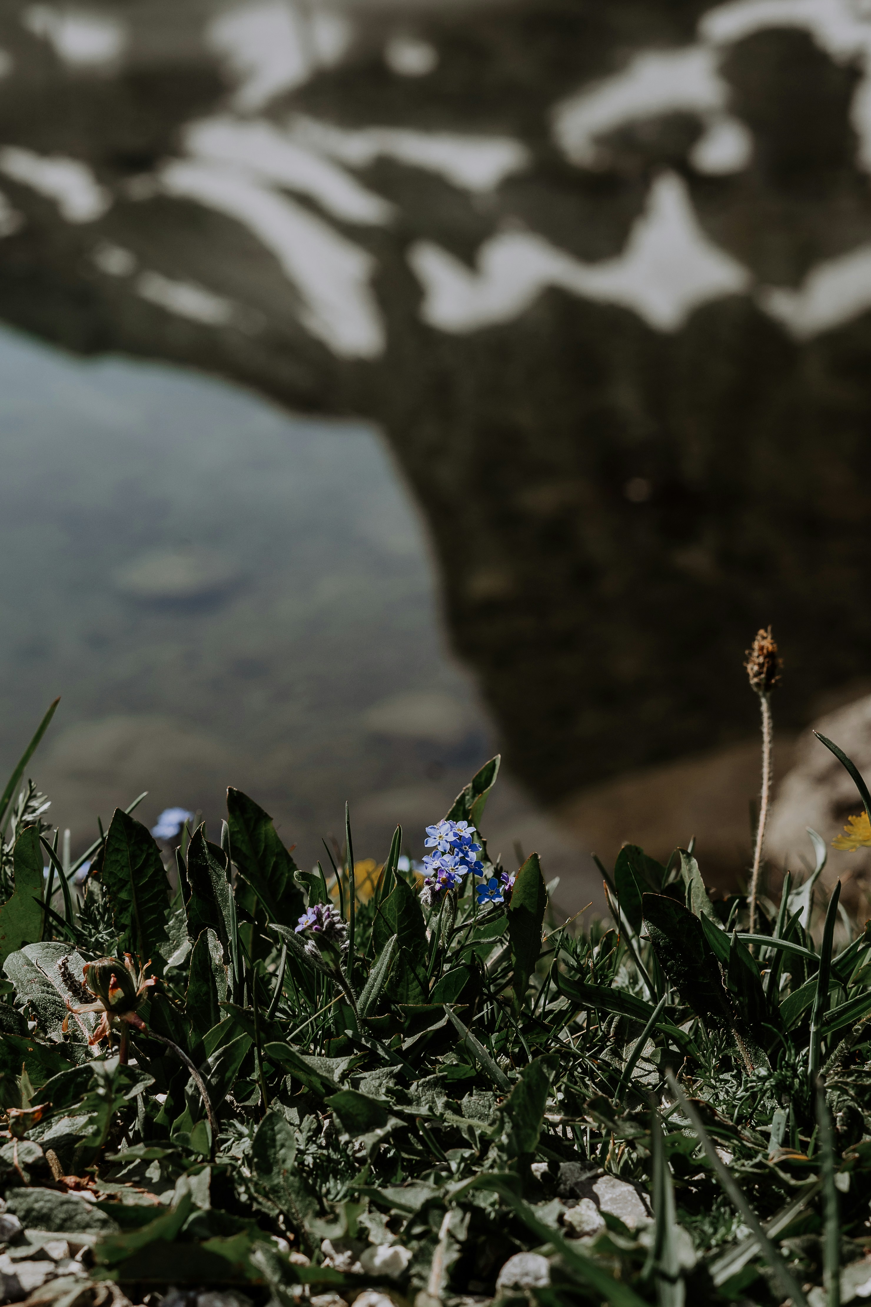 Foreground Flora at Waterfront Edge with Blurred Rock Face Backdrop