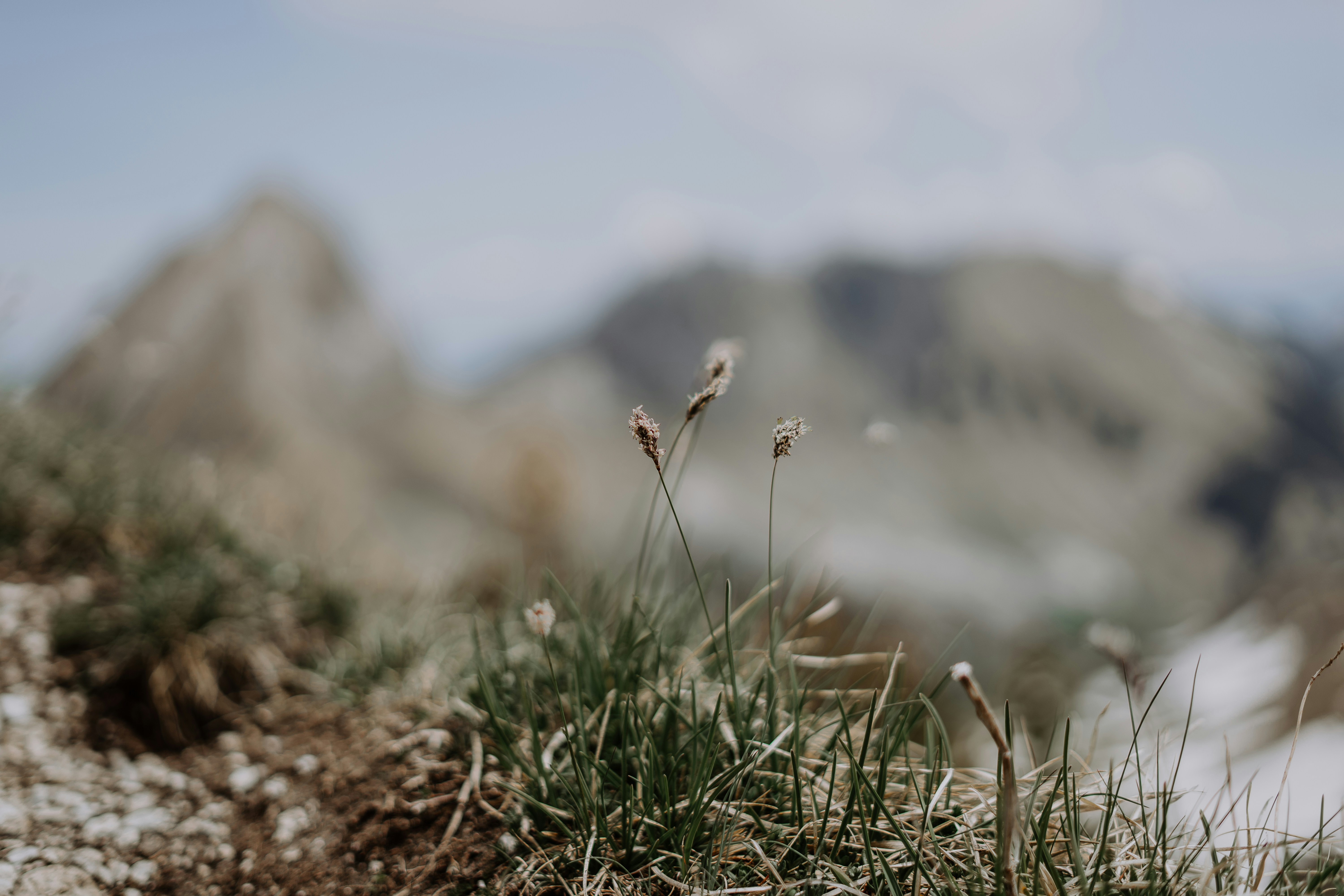 Delicate grass and wildflowers gently swaying in the foreground, with blurred mountain peaks creating a serene backdrop.