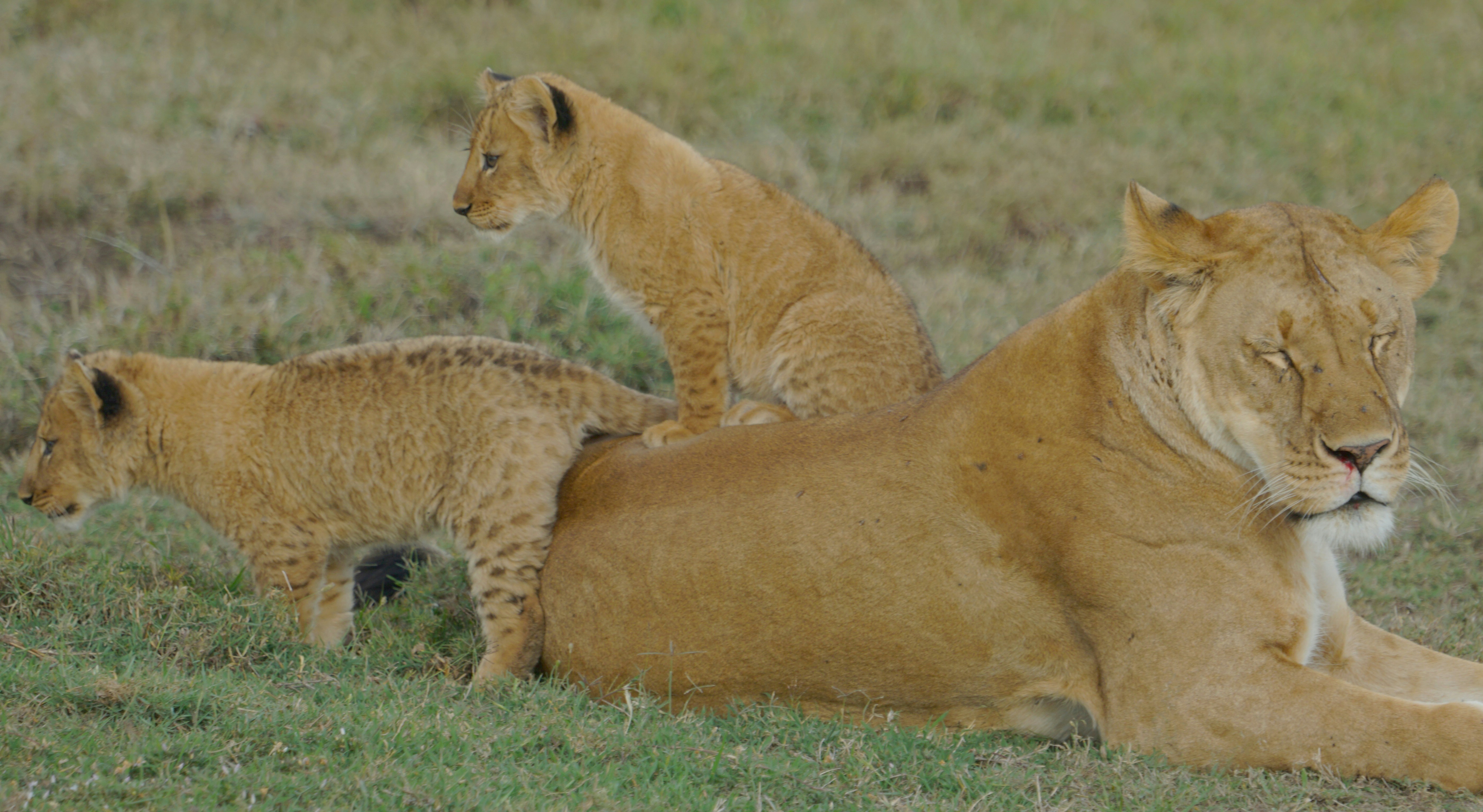 a couple of lions sitting on top of a grass covered field