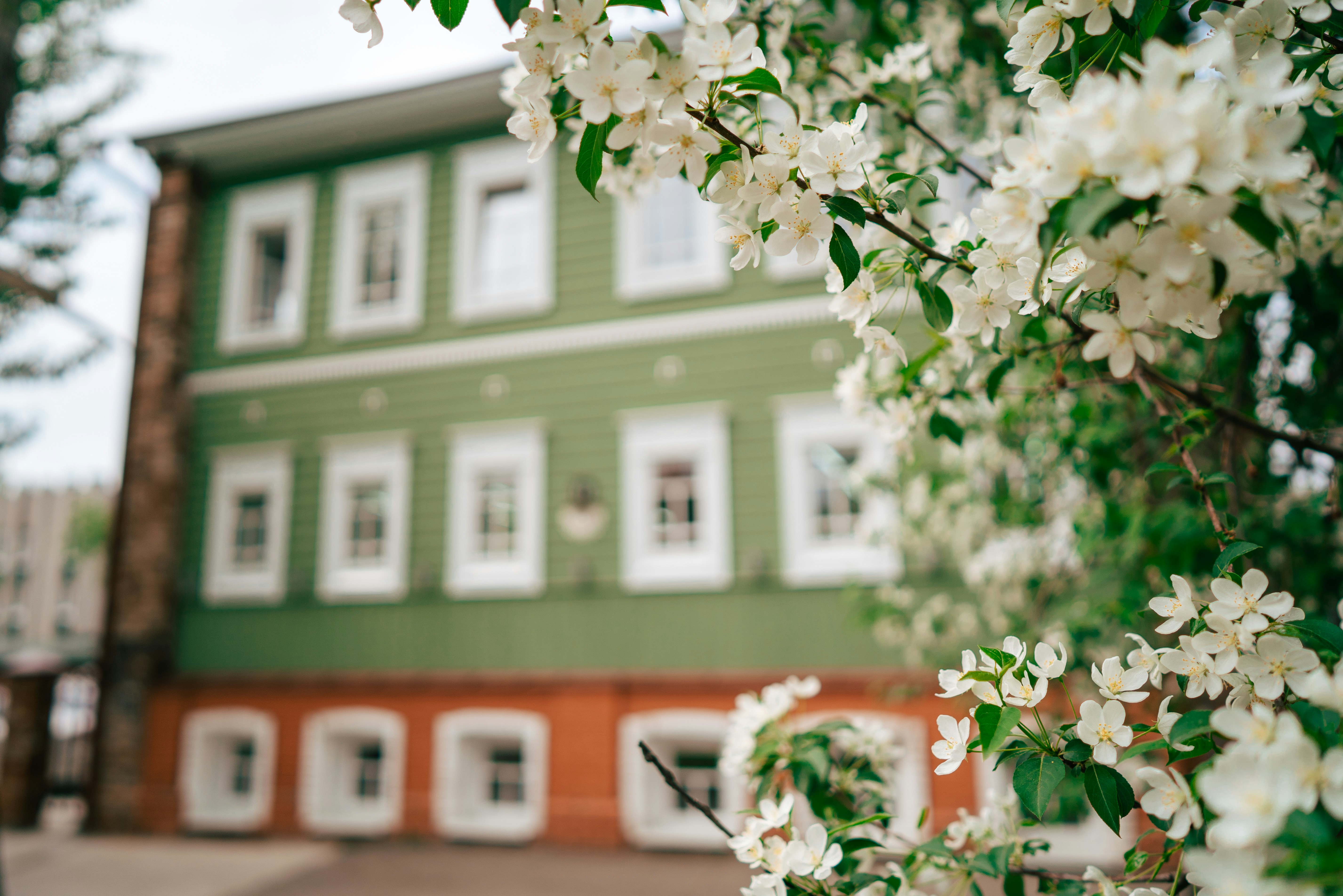 Delicate white blossoms frame a charming green building, hinting at the vibrancy of spring's arrival.