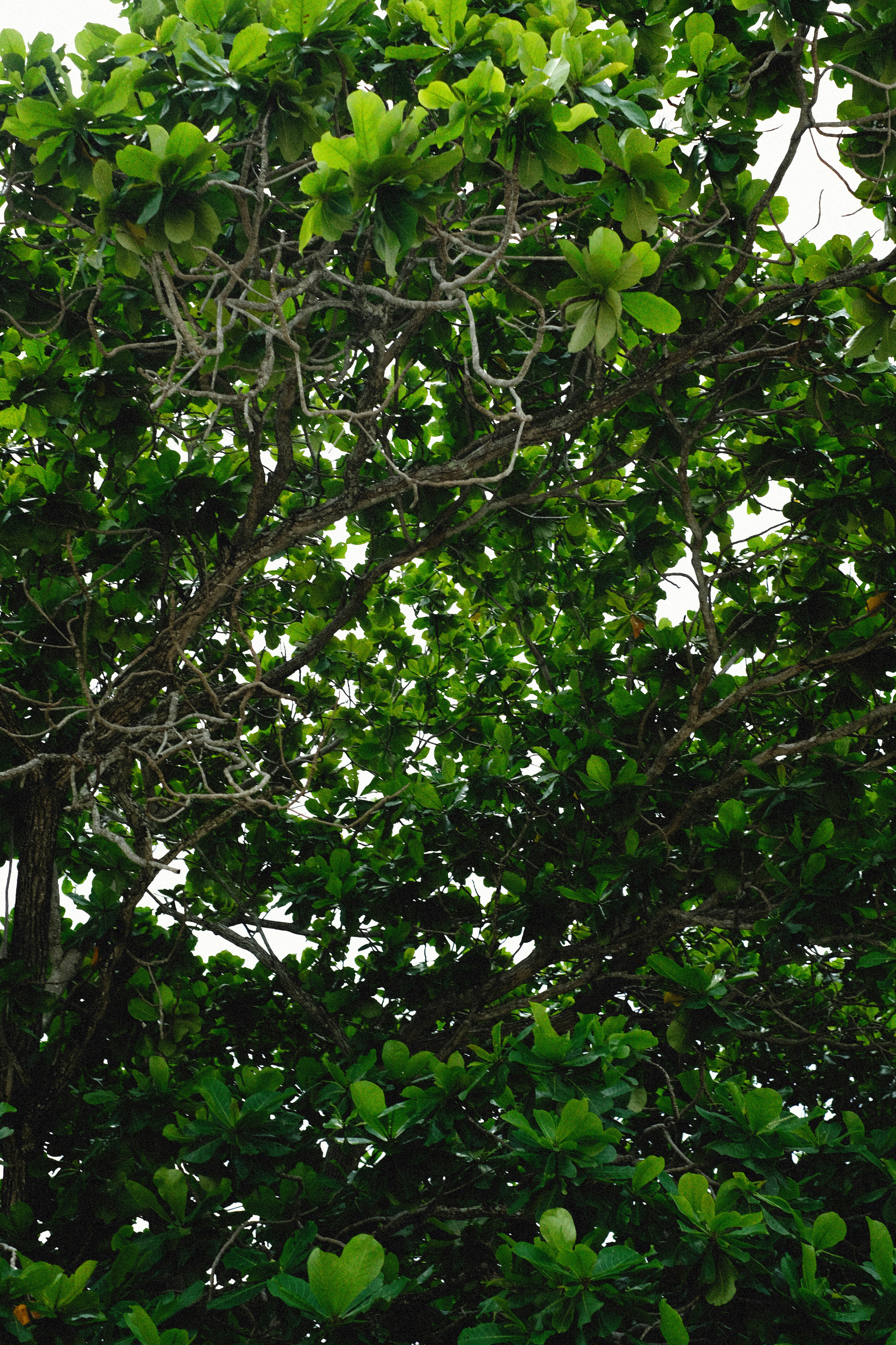 Dense foliage with vibrant green leaves creating a natural canopy overhead.
