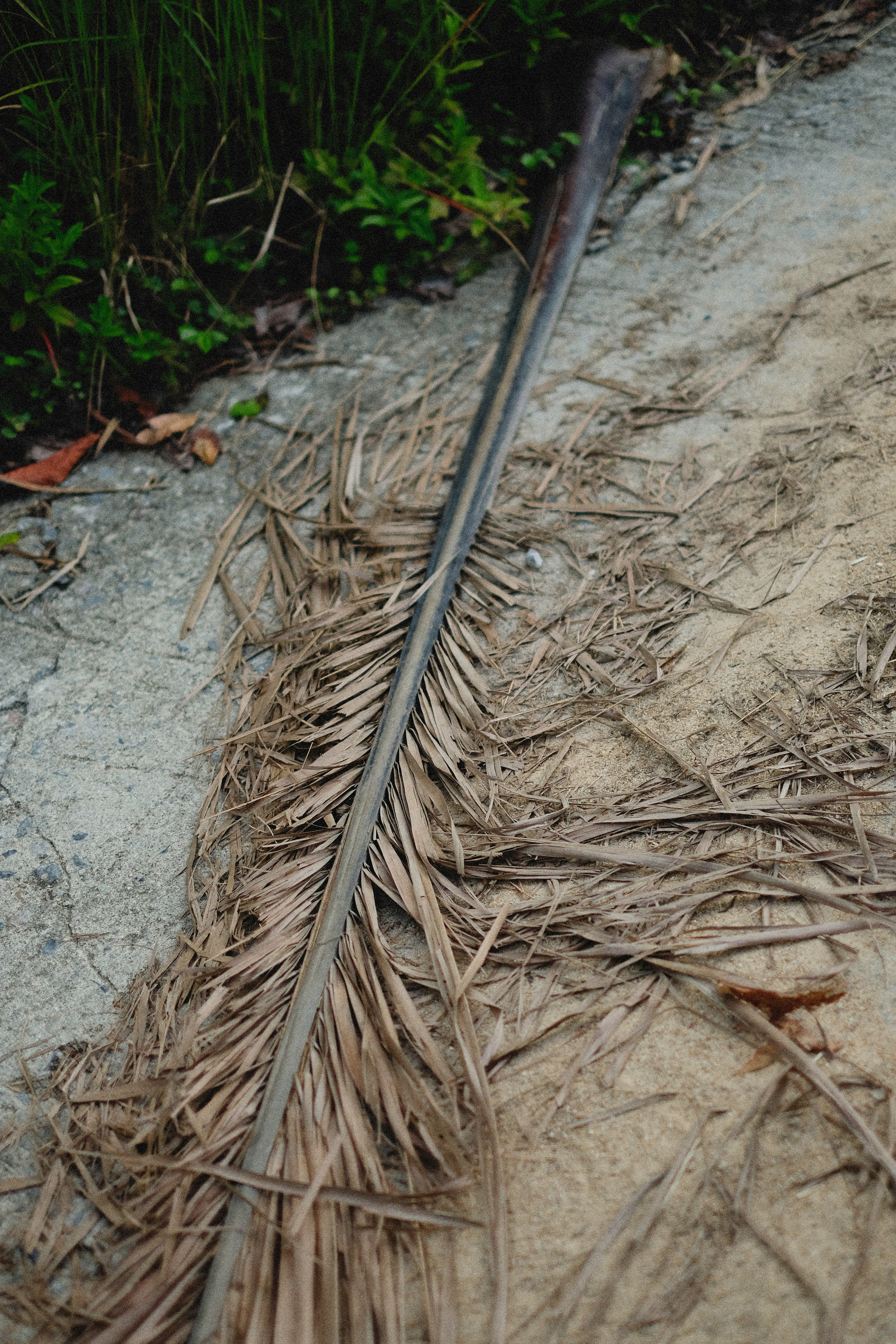 Driftwood and Palm Frond Trail Along a Sandy Verge