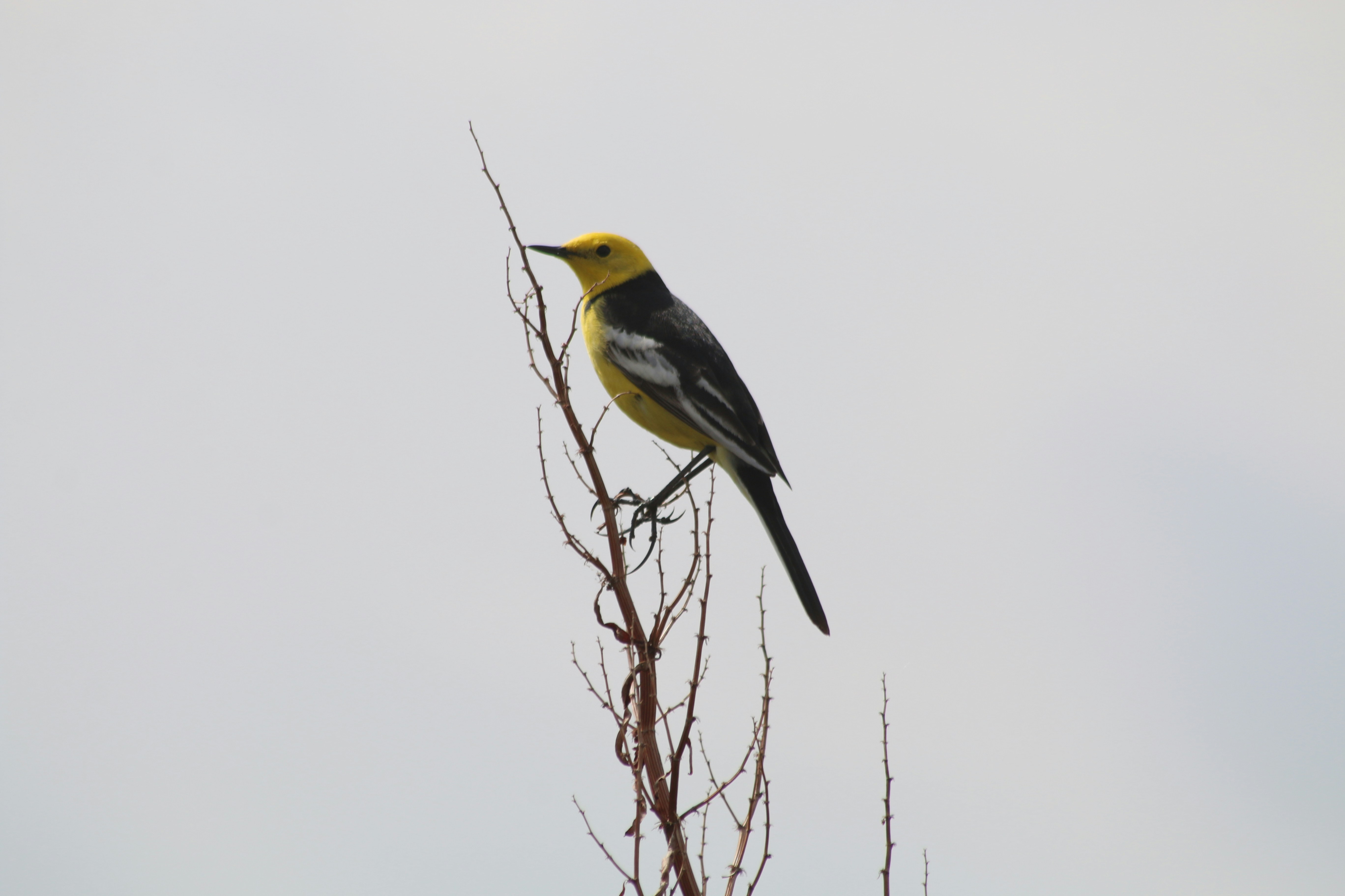 Yellow-headed bird perched on a slender branch against a soft, cloudy backdrop.