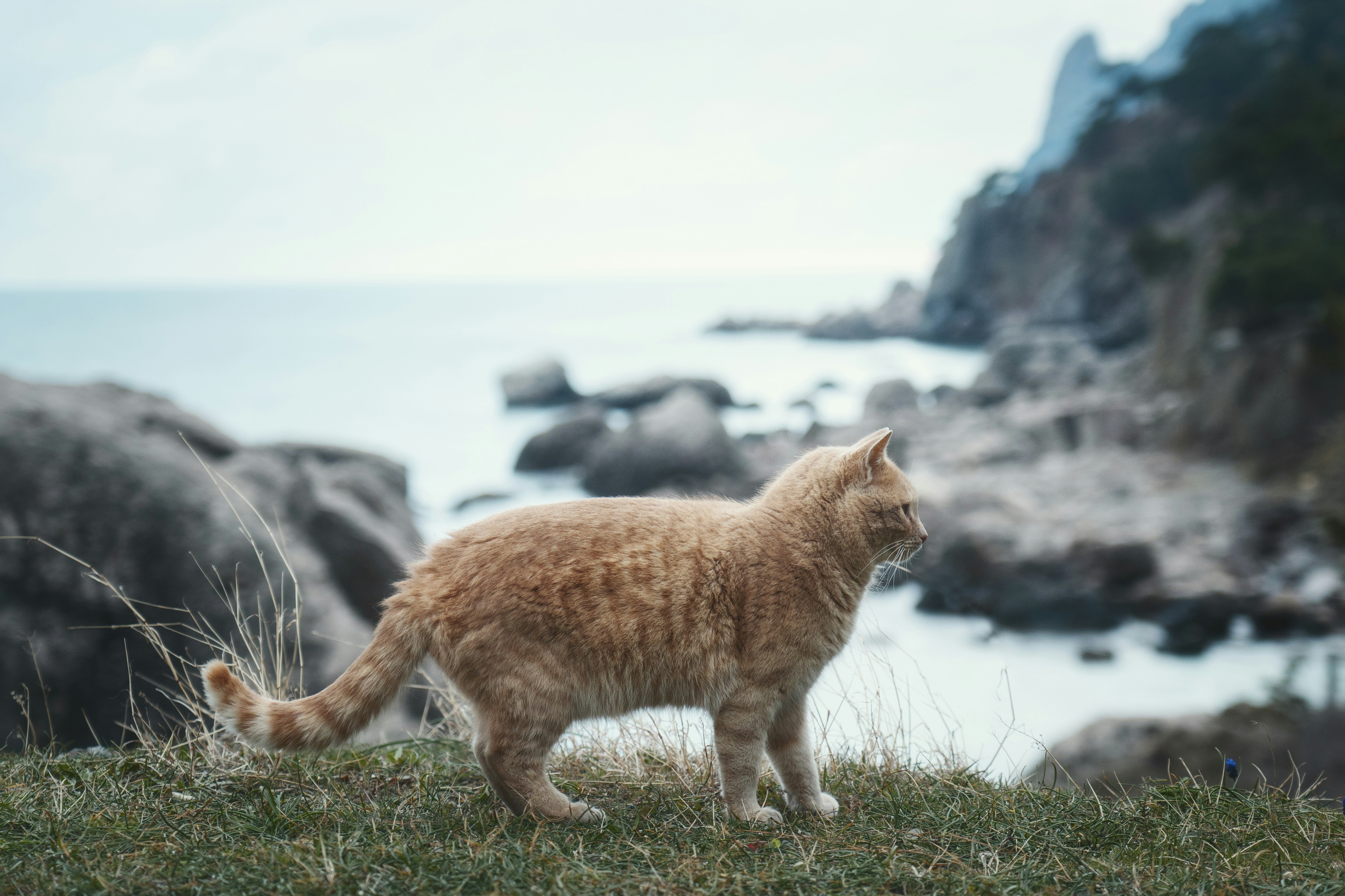 Amber Tabby on a Quiet Coastal Shore