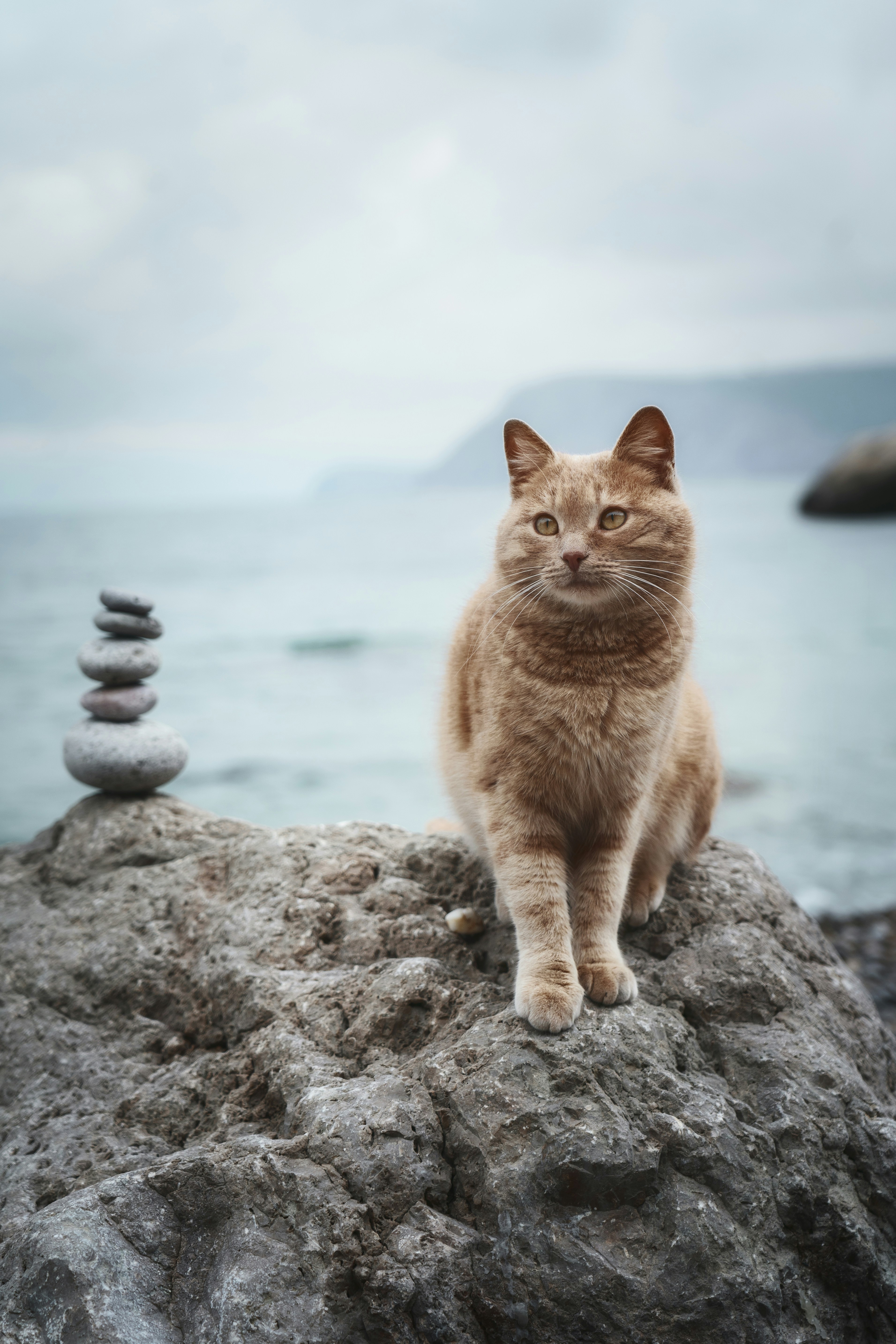 A ginger cat stands atop a rocky surface by the sea, with a stack of pebbles nearby, exuding a calm demeanor against a cloudy backdrop.