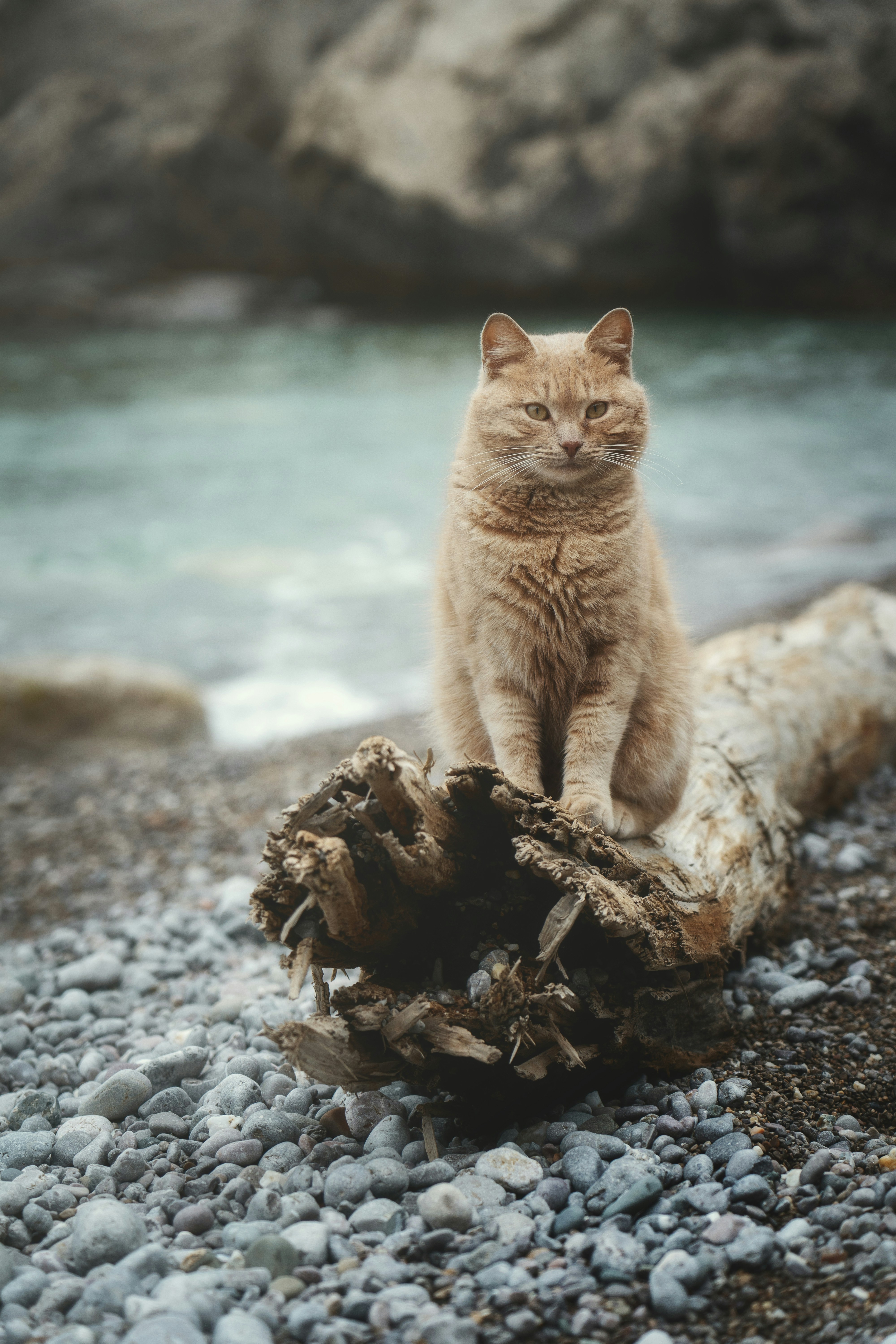 Whiskers on Driftwood: A Seaside Portrait of Curiosity