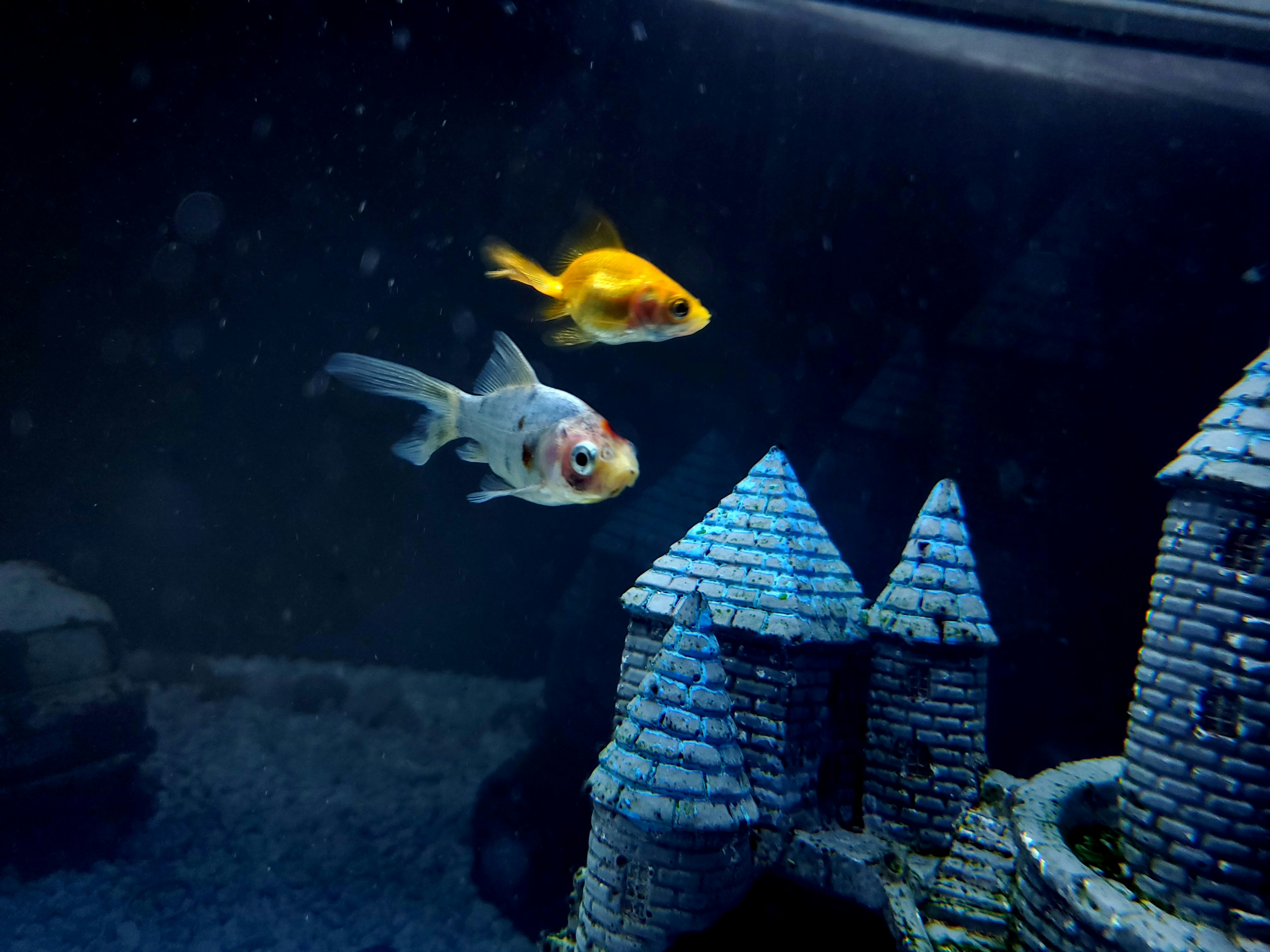 Two Goldfish In A Tank