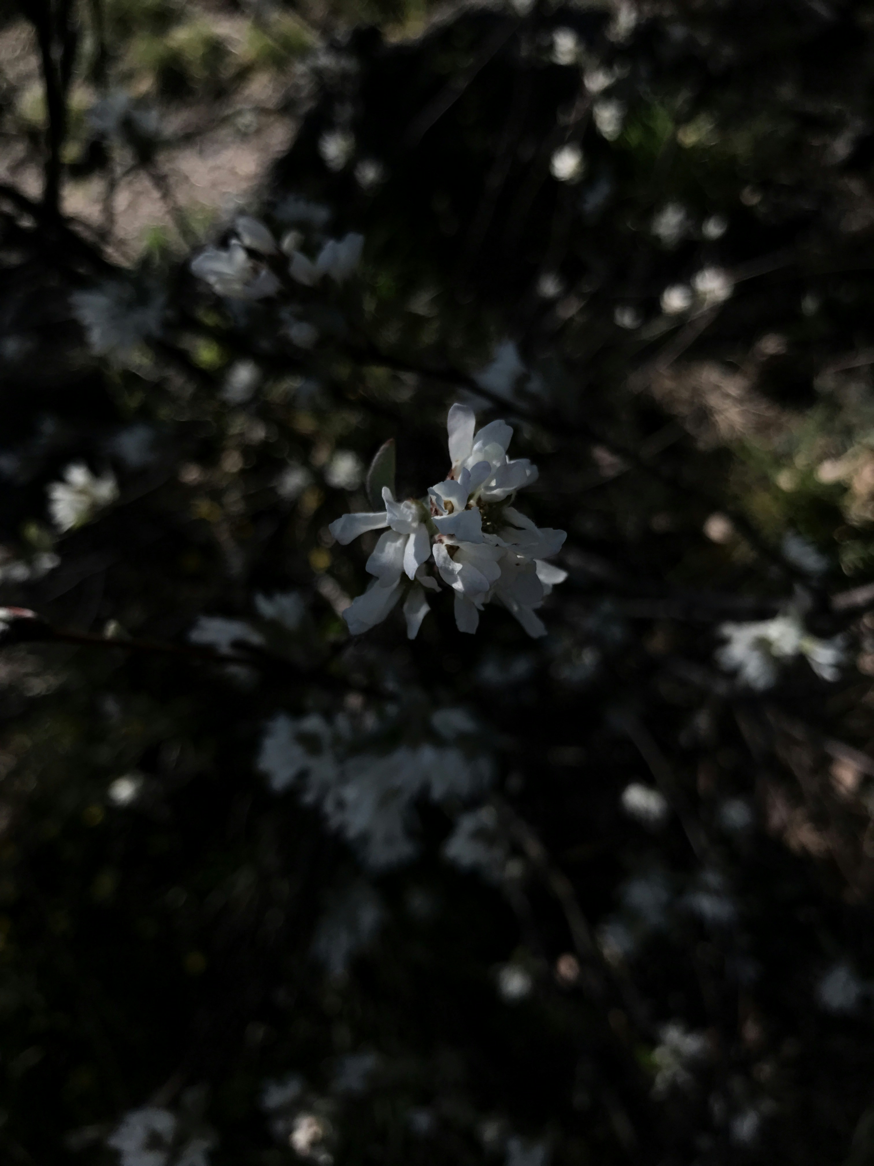 Delicate white flowers emerge from a darkened background, symbolizing the transition of seasons. The intricate details of the blossoms are highlighted amidst the shadows.