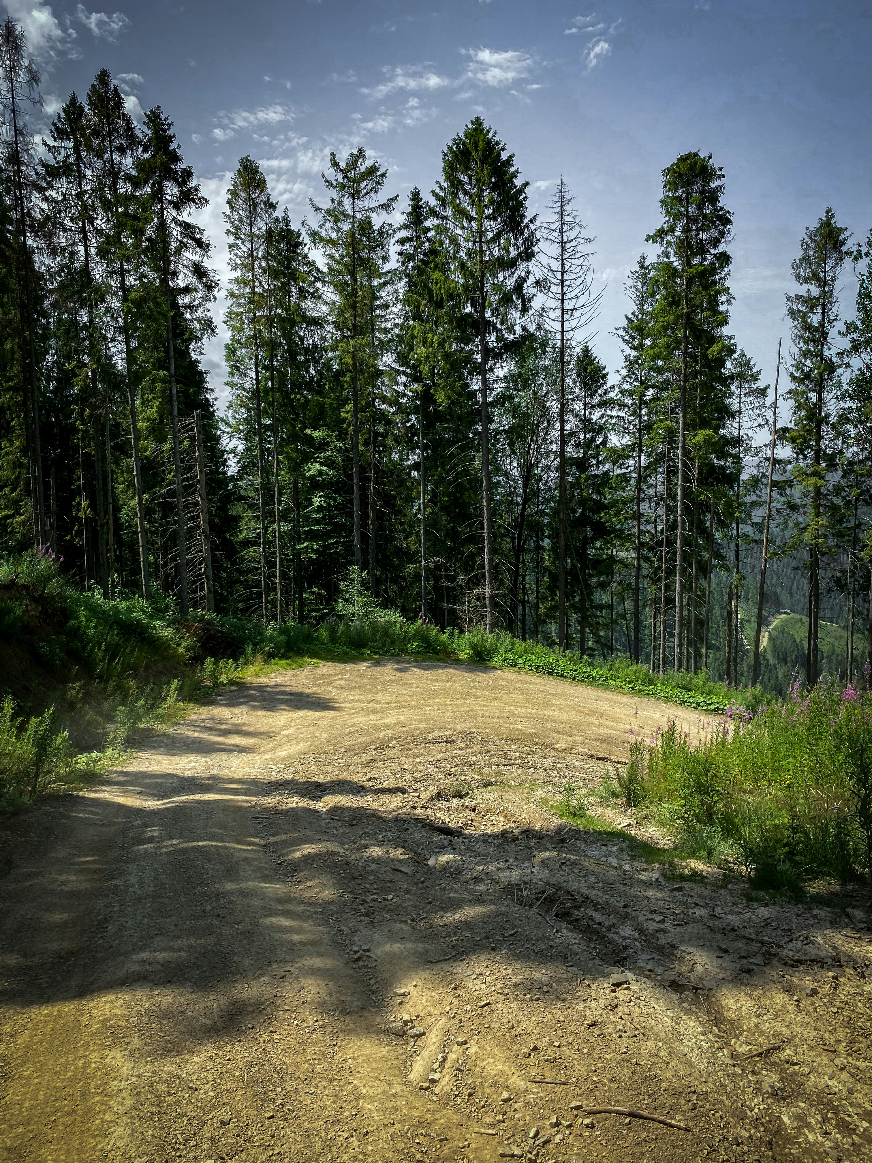 Sunlit Dirt Trail Framed by Towering Pines on a Mountain Ridge