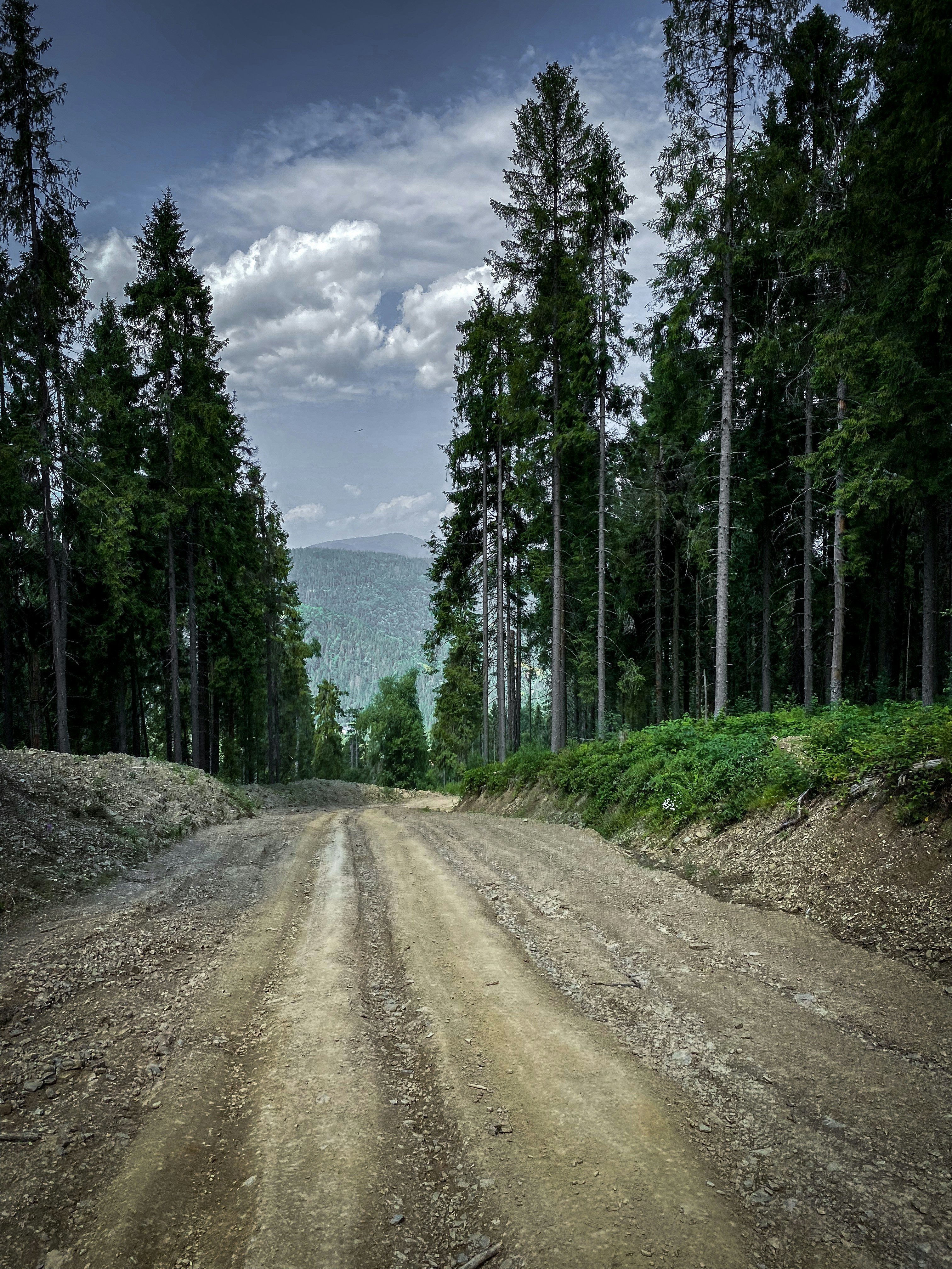 The Mountain’s Road. Karpaty, Summer 2021
