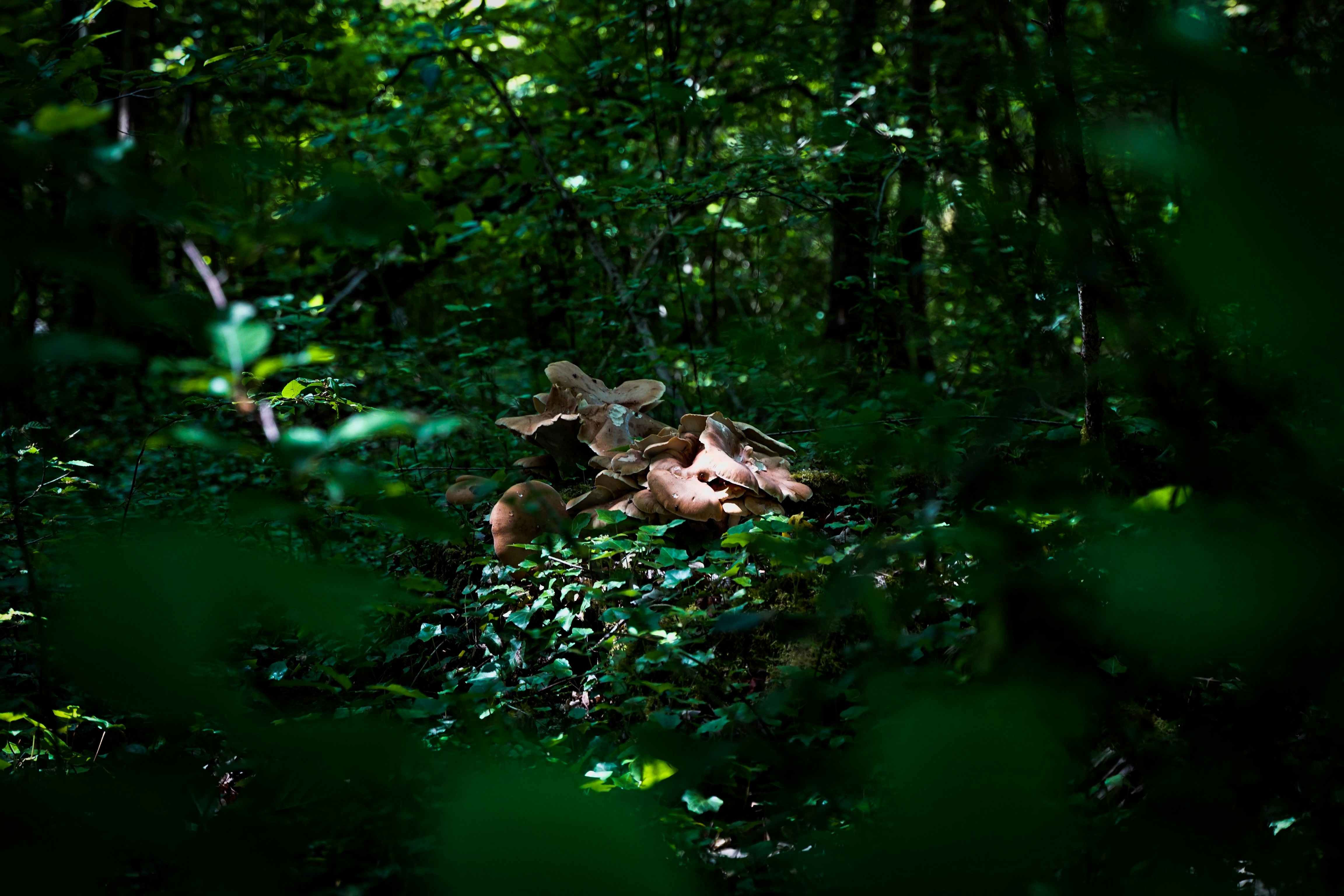 Mushroom Congregation in a Shadowed Woodland Clearing
