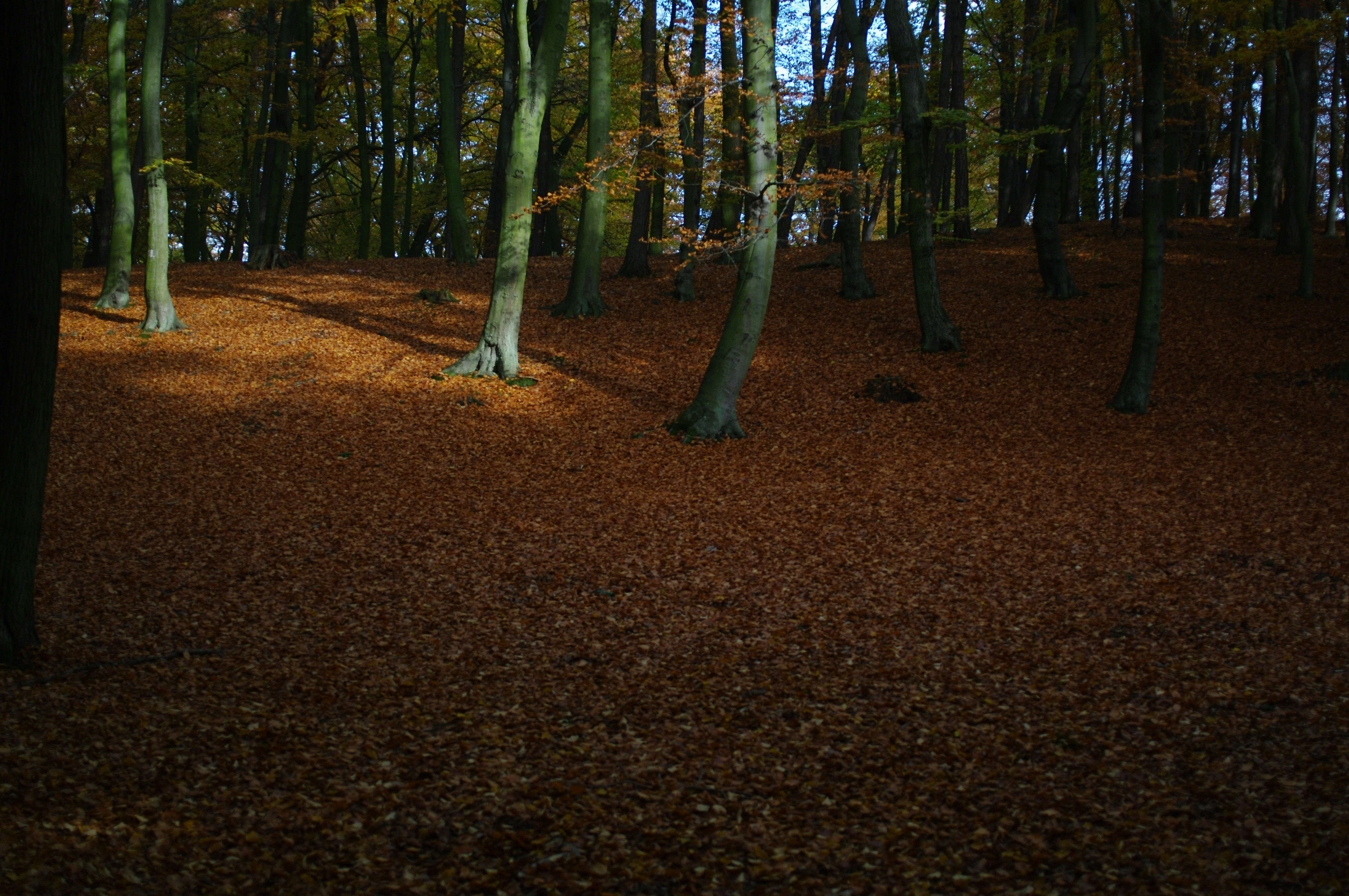 Sunlight filters through trees onto a carpet of fallen leaves in a serene forest setting. The scene evokes the tranquil beauty of autumn's transition.