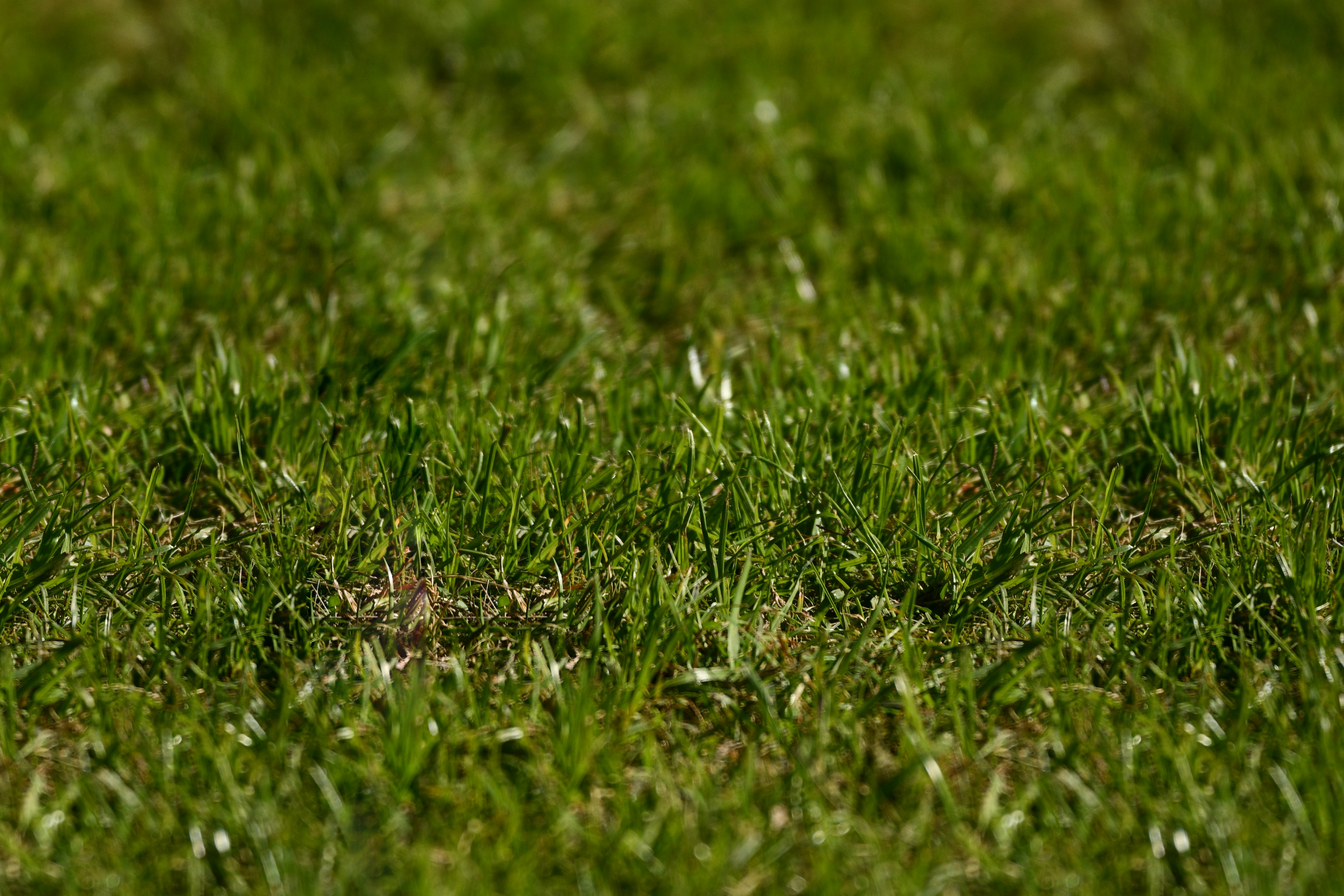 A close up of a green grass field photo – Free Grass Image on Unsplash