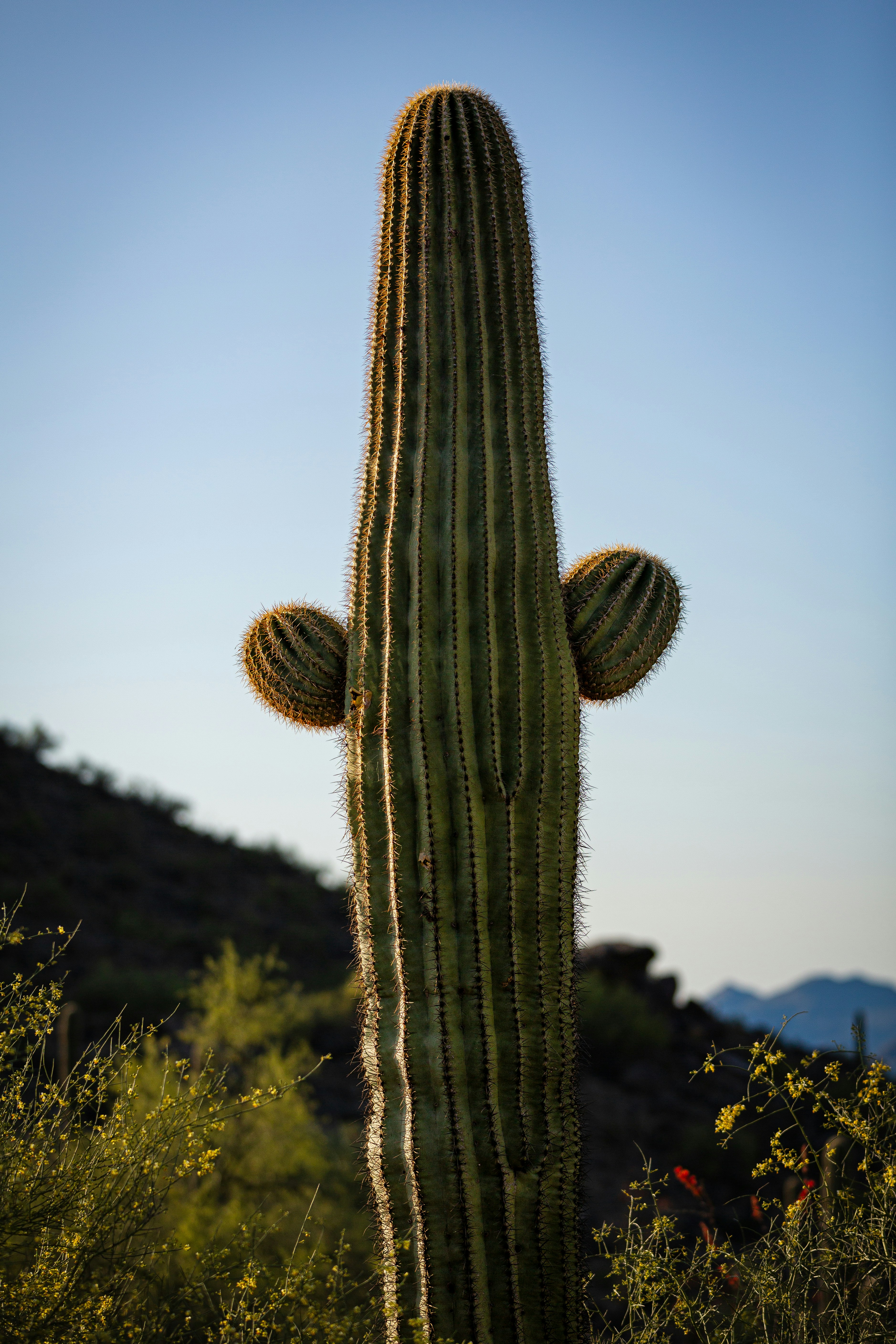 A large cactus in the middle of a field photo – Free Cactus Image on ...