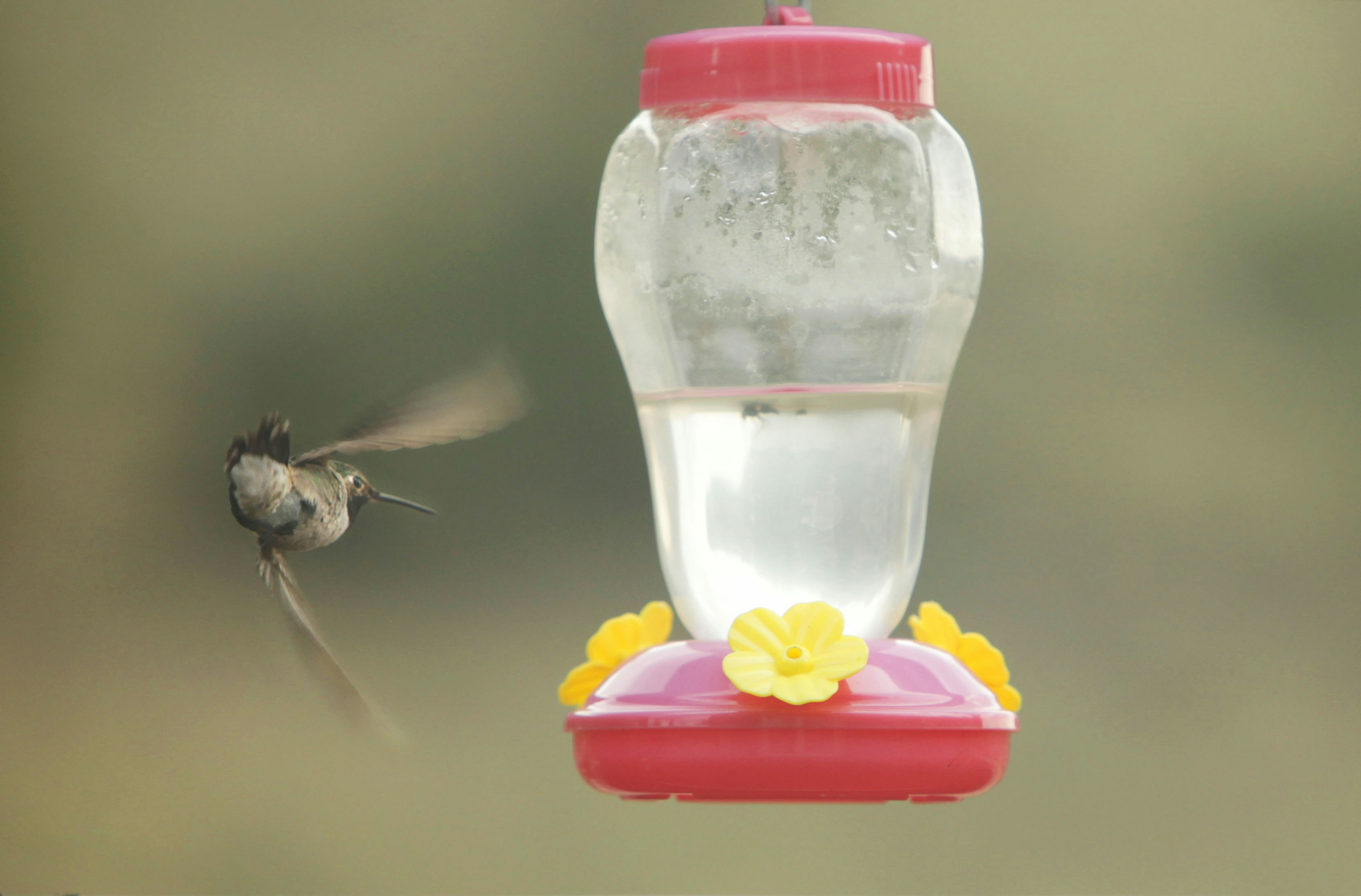 Hovering Hummer at a Crimson Nectar Station