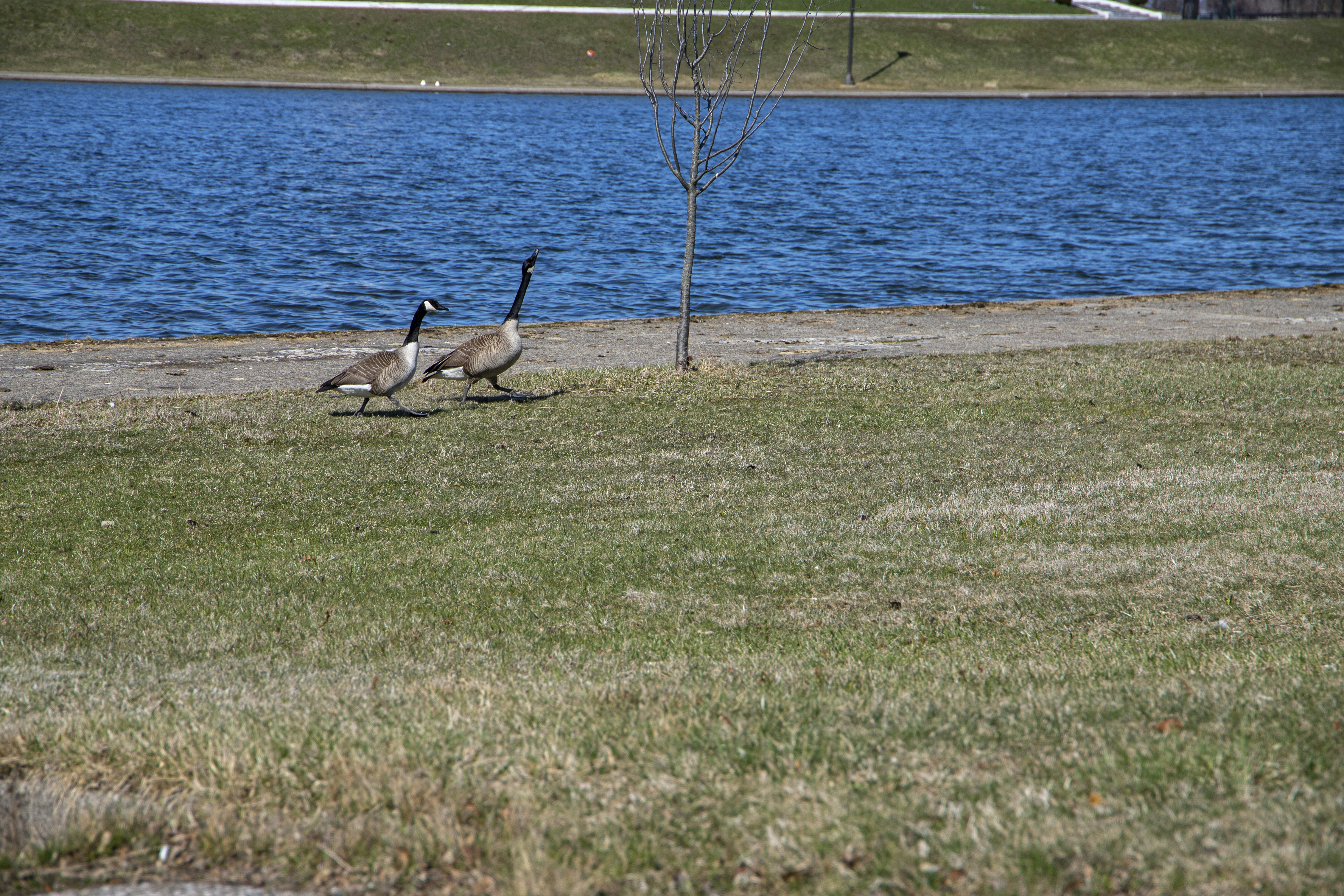 Two Canada Geese Crossing the Park Lawn by the Waterfront