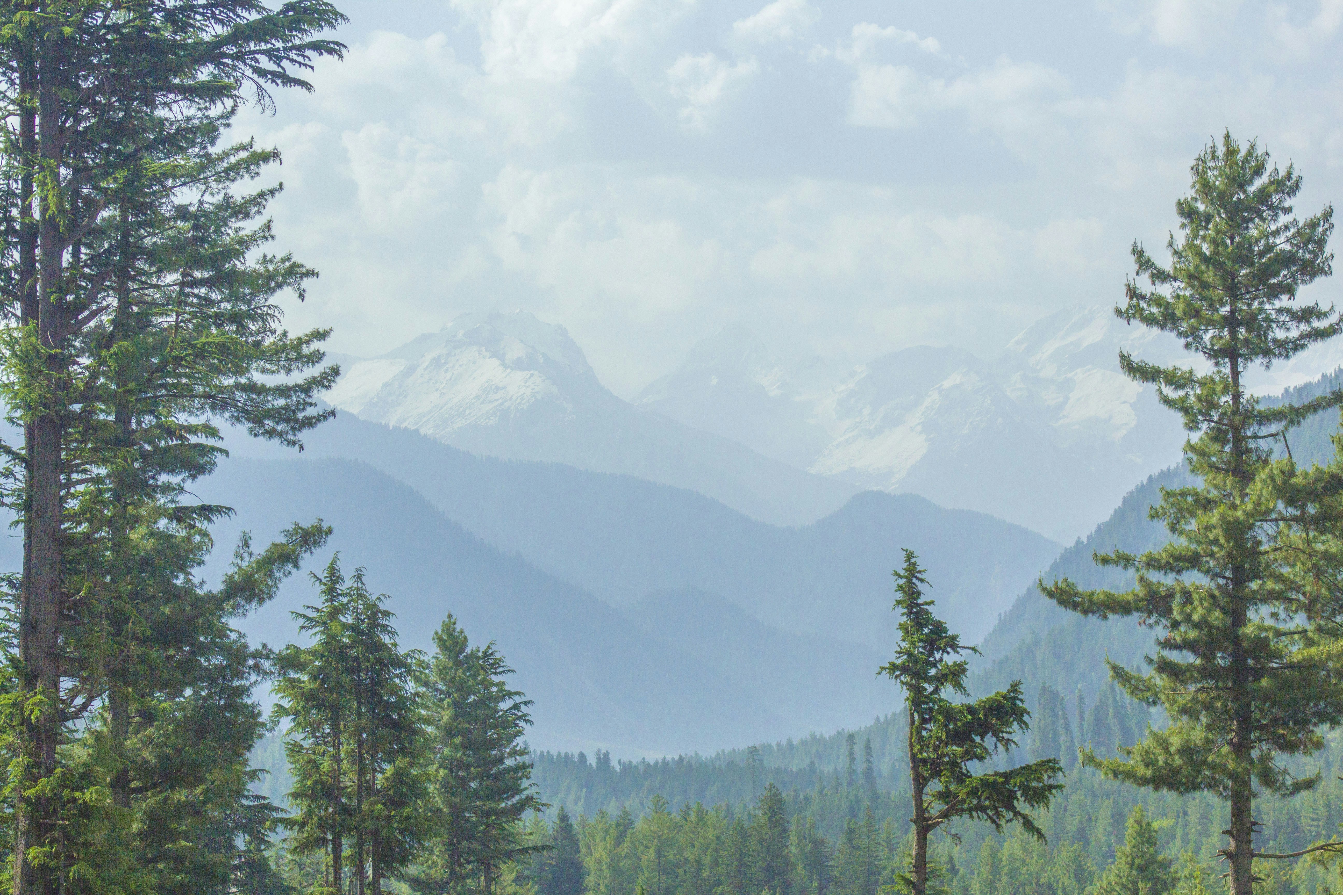 Tall pine trees frame distant mist-covered mountains under a cloudy sky.