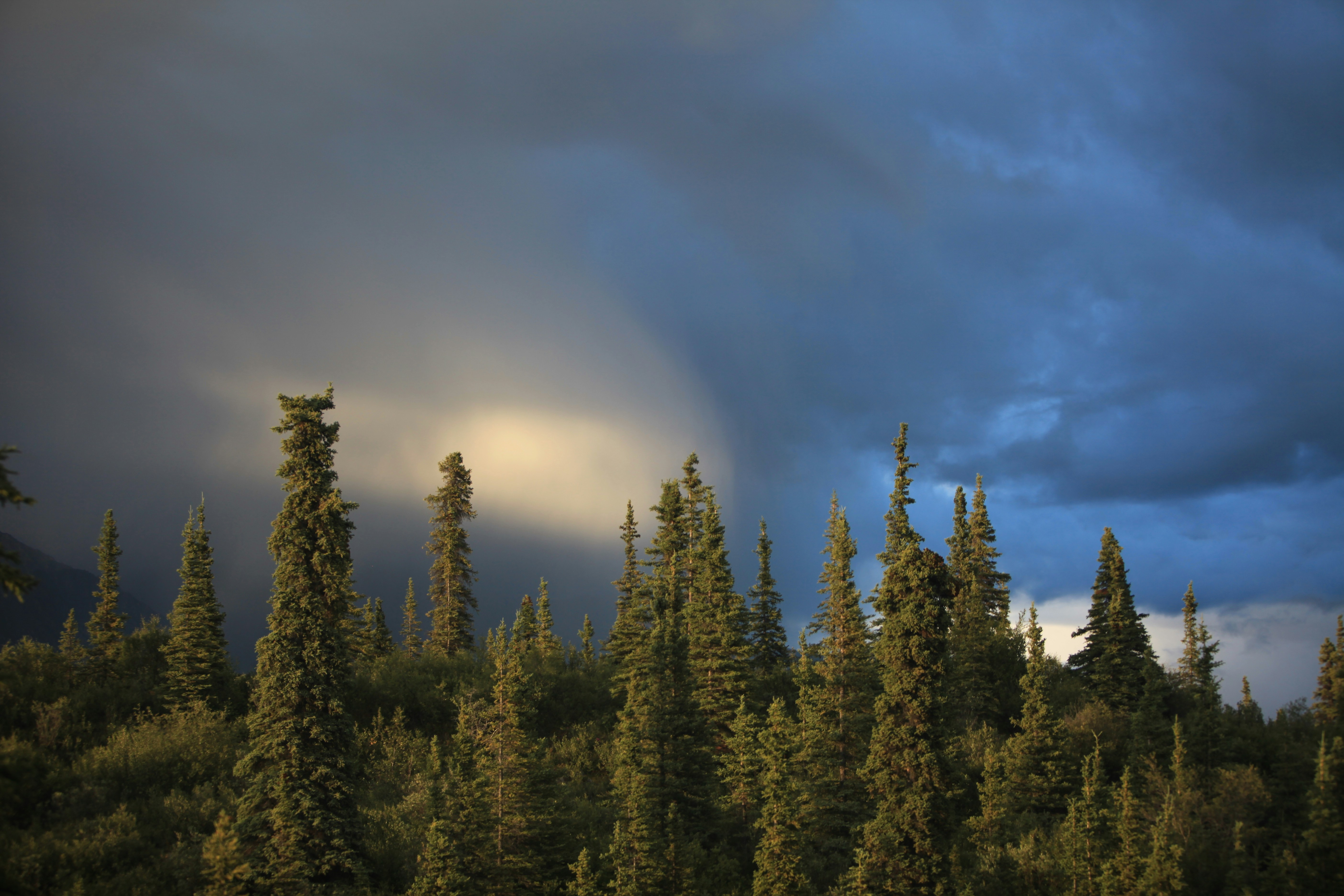 Golden Break Over a Pine Forest Beneath a Brooding Sky