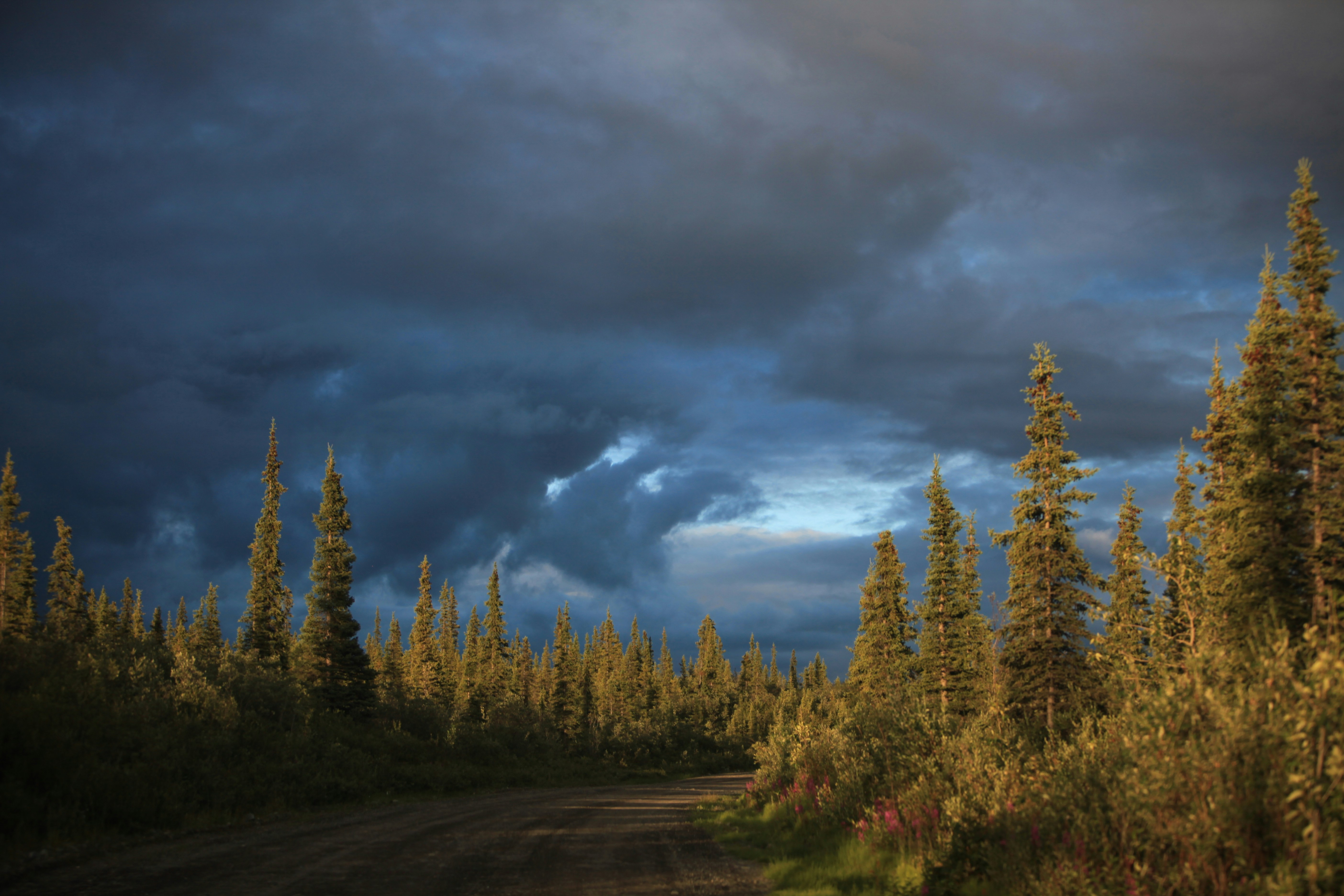 Dirt Road Through a Pine Forest Beneath a Tempest-tinged Sky