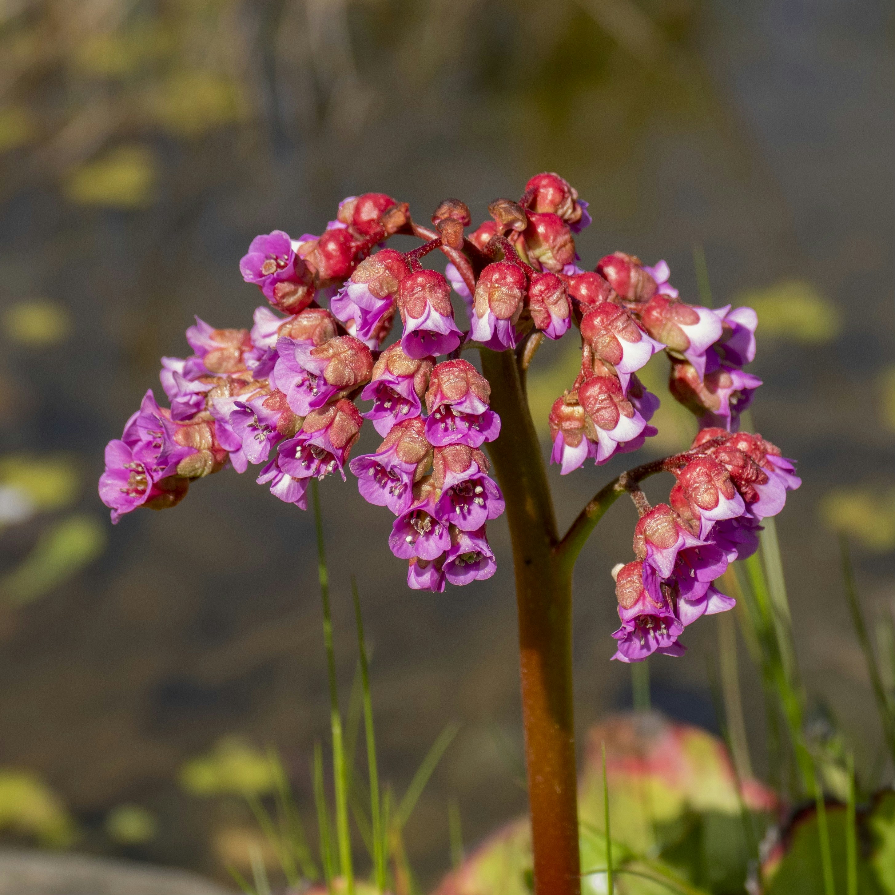 Photo by Lasse Kolb with Panasonic Lumix FZ1000