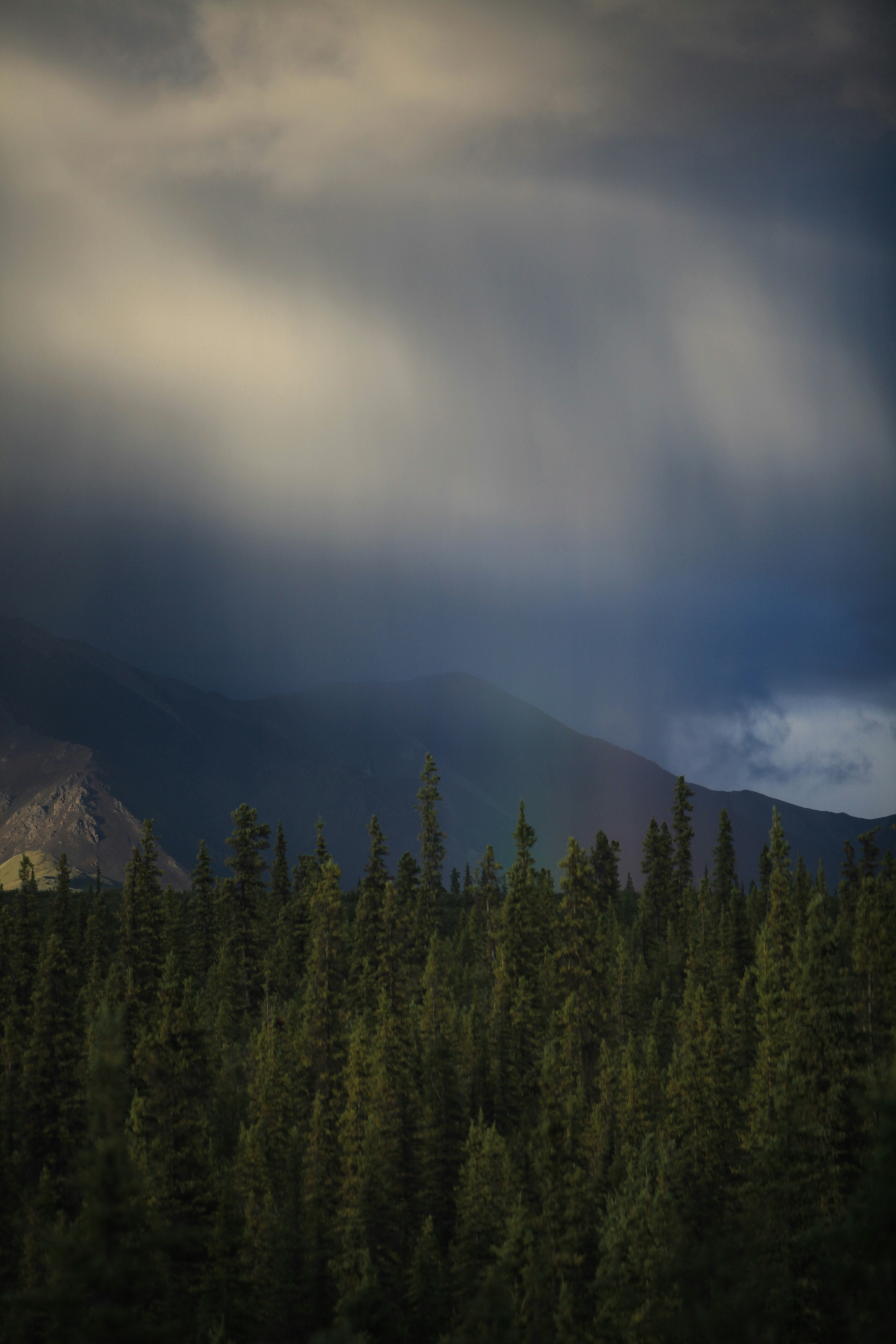 Misty Peaks Behind a Silent Pine Wall