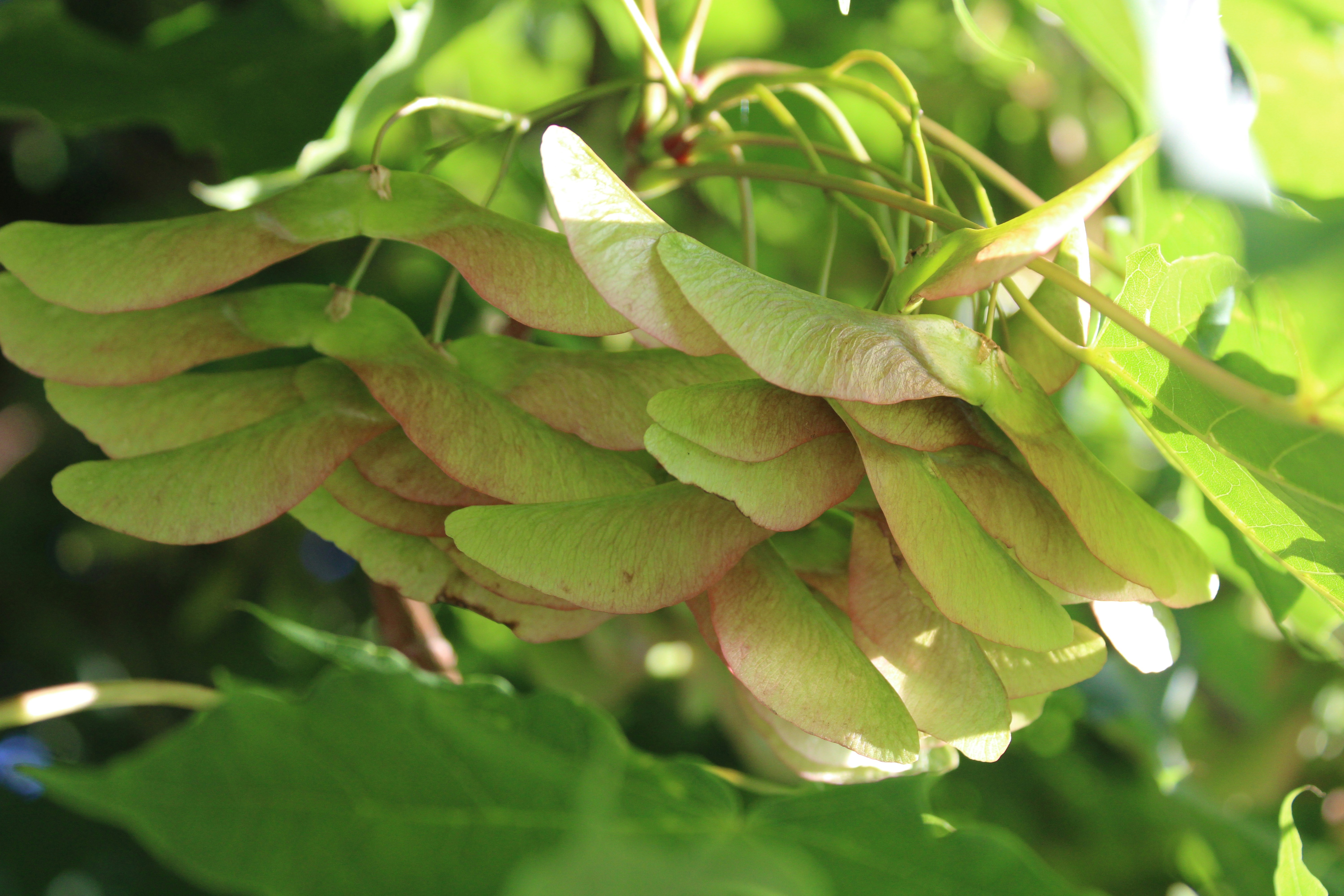 a bunch of green leaves hanging from a tree
