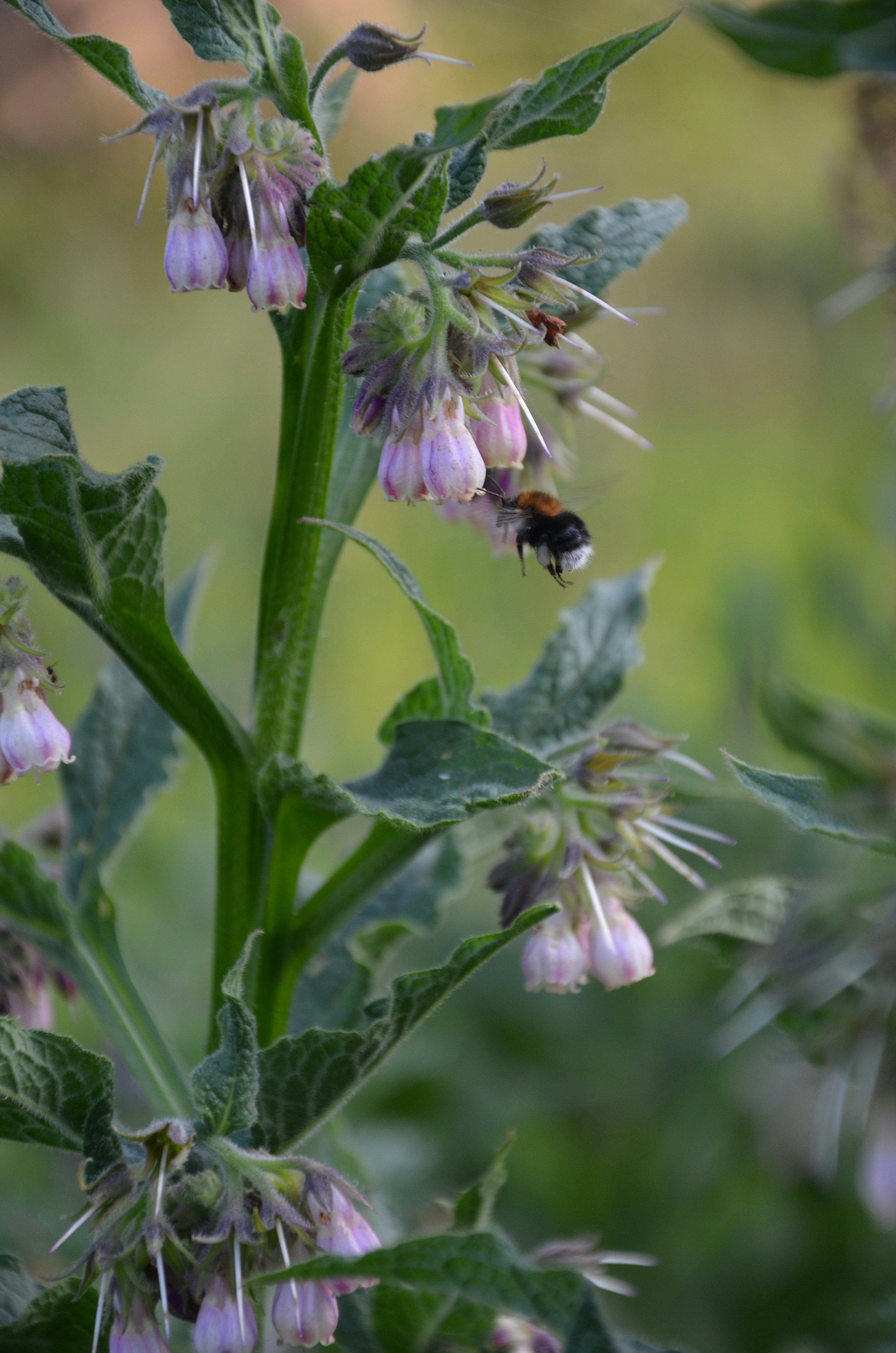 a close up of a flower with a bee on it