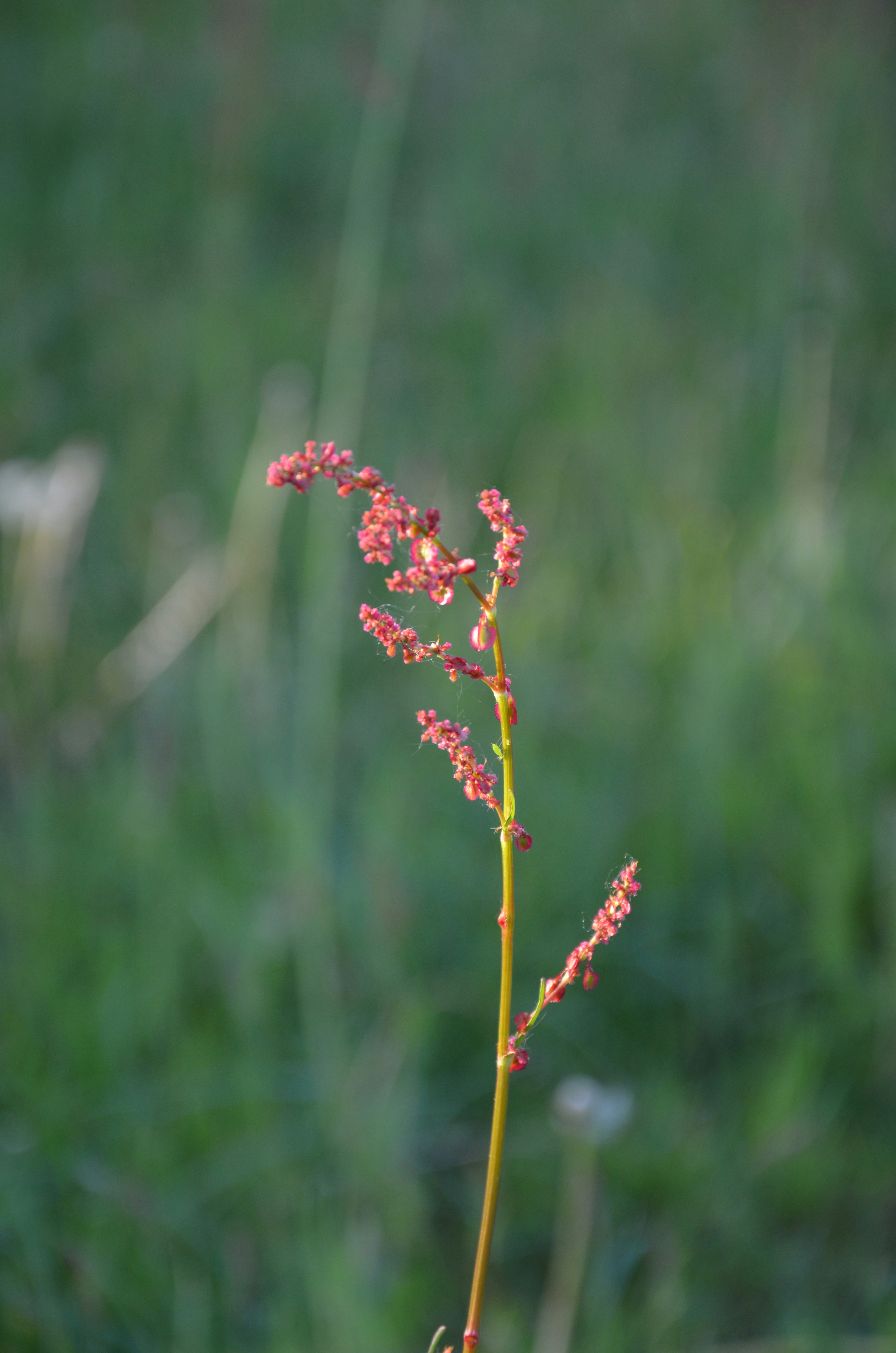 Delicate red flowering plant stands tall against a softly blurred green background, highlighting its vibrant colors and intricate details.