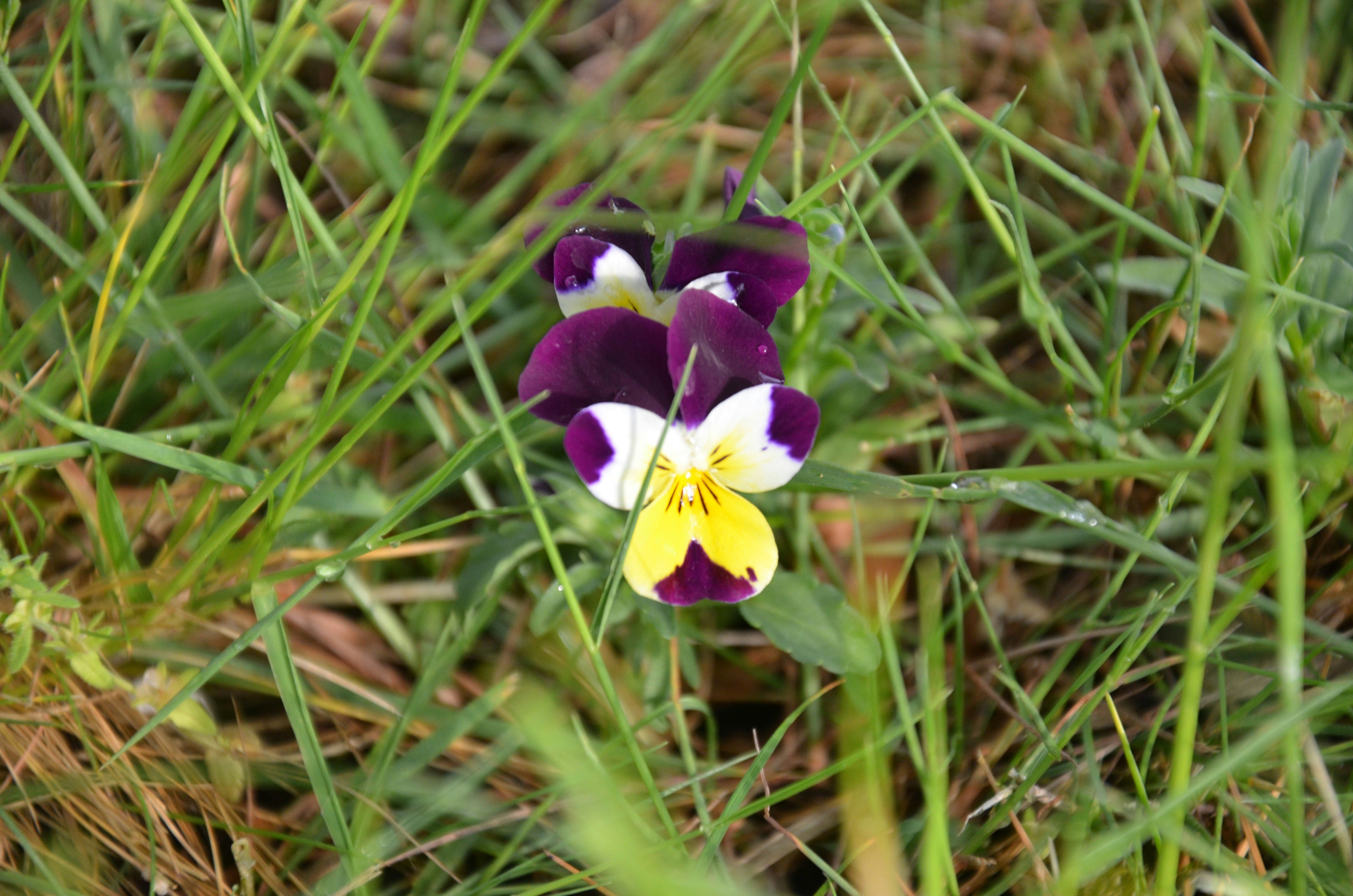 Velvet Pansy Amid Green: A Tiny Burst of Purple, White, and Yellow