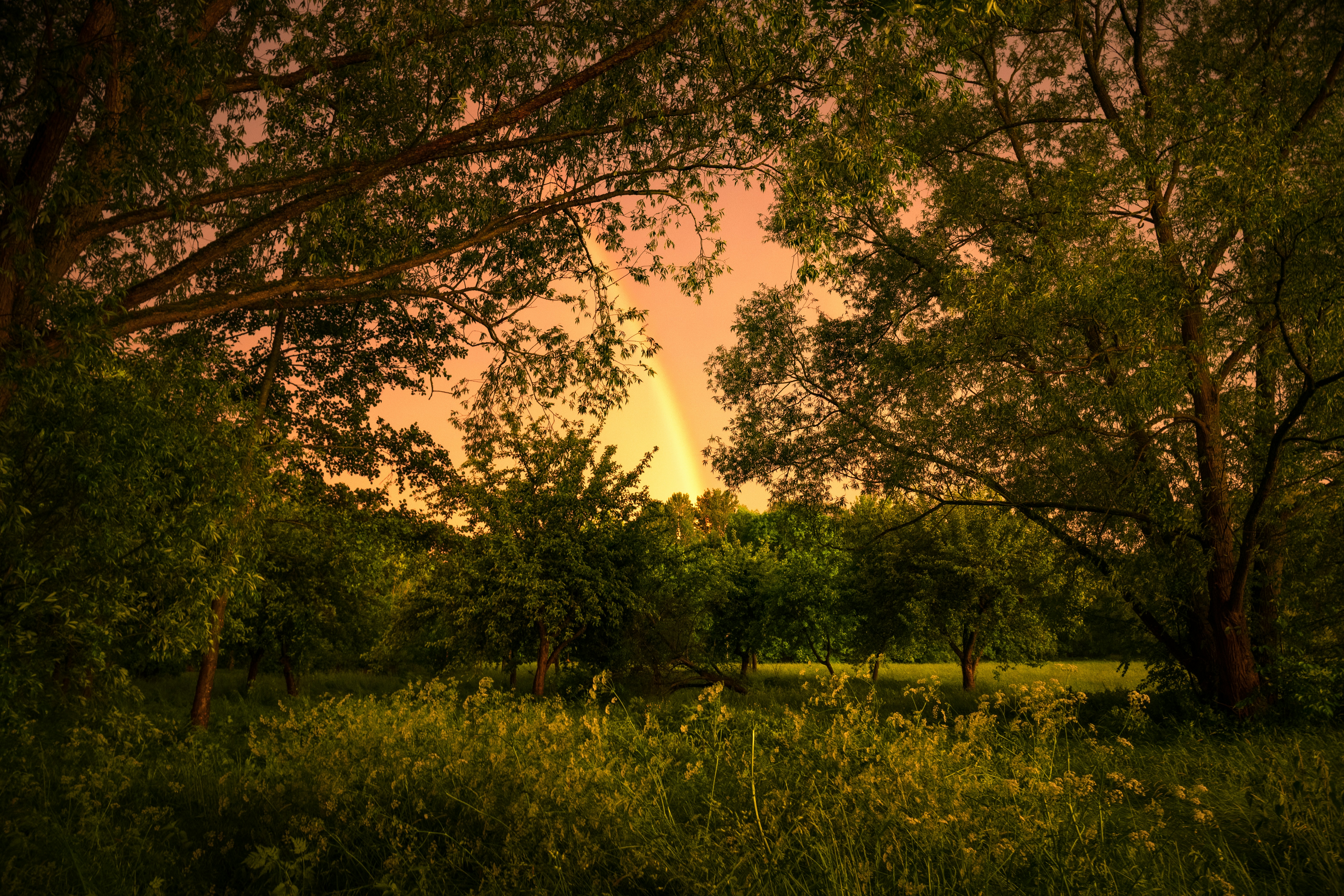Evening Sunbeam Through a Quiet Orchard