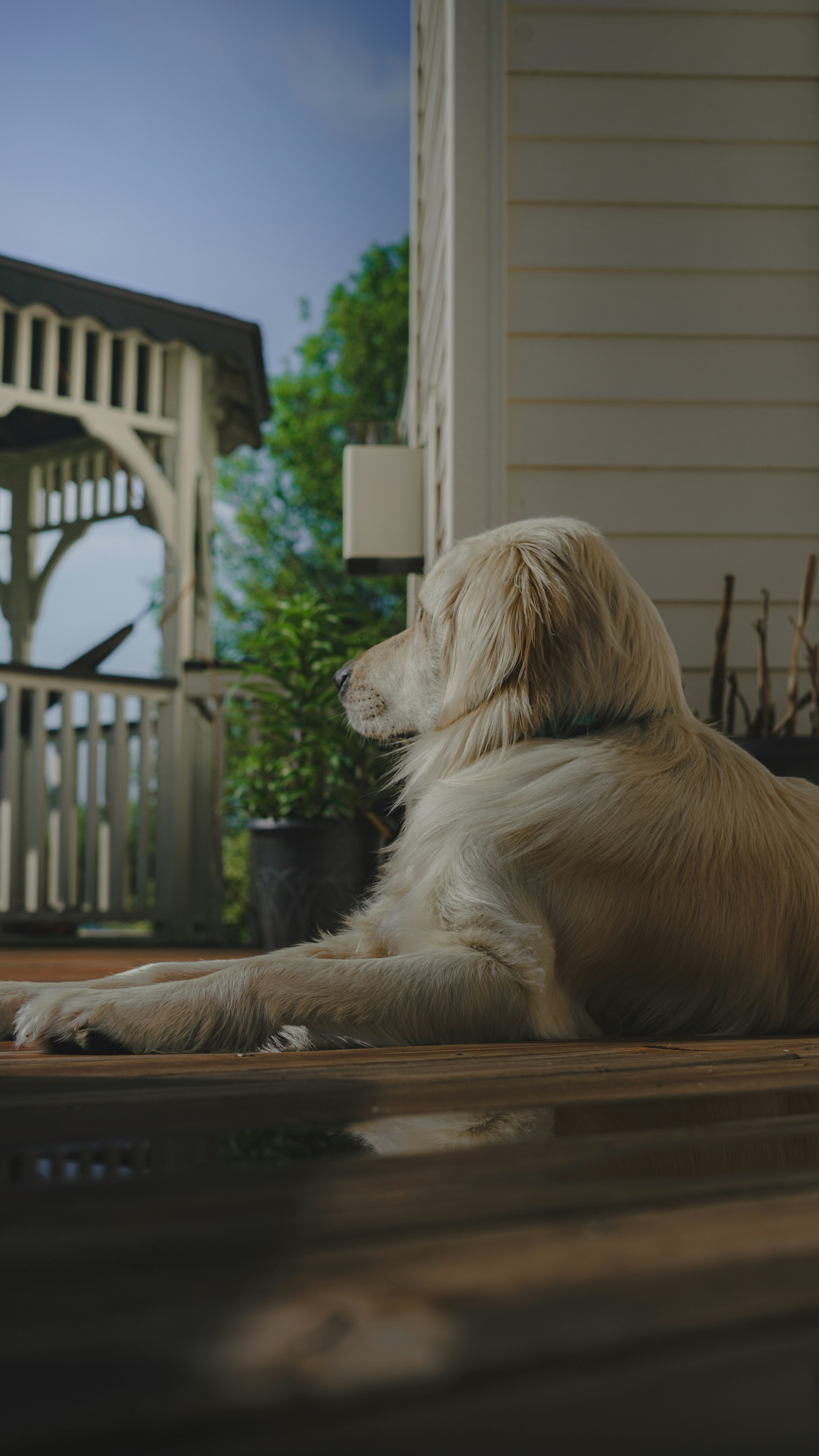 Golden Retriever at Rest on a Sunlit Porch
