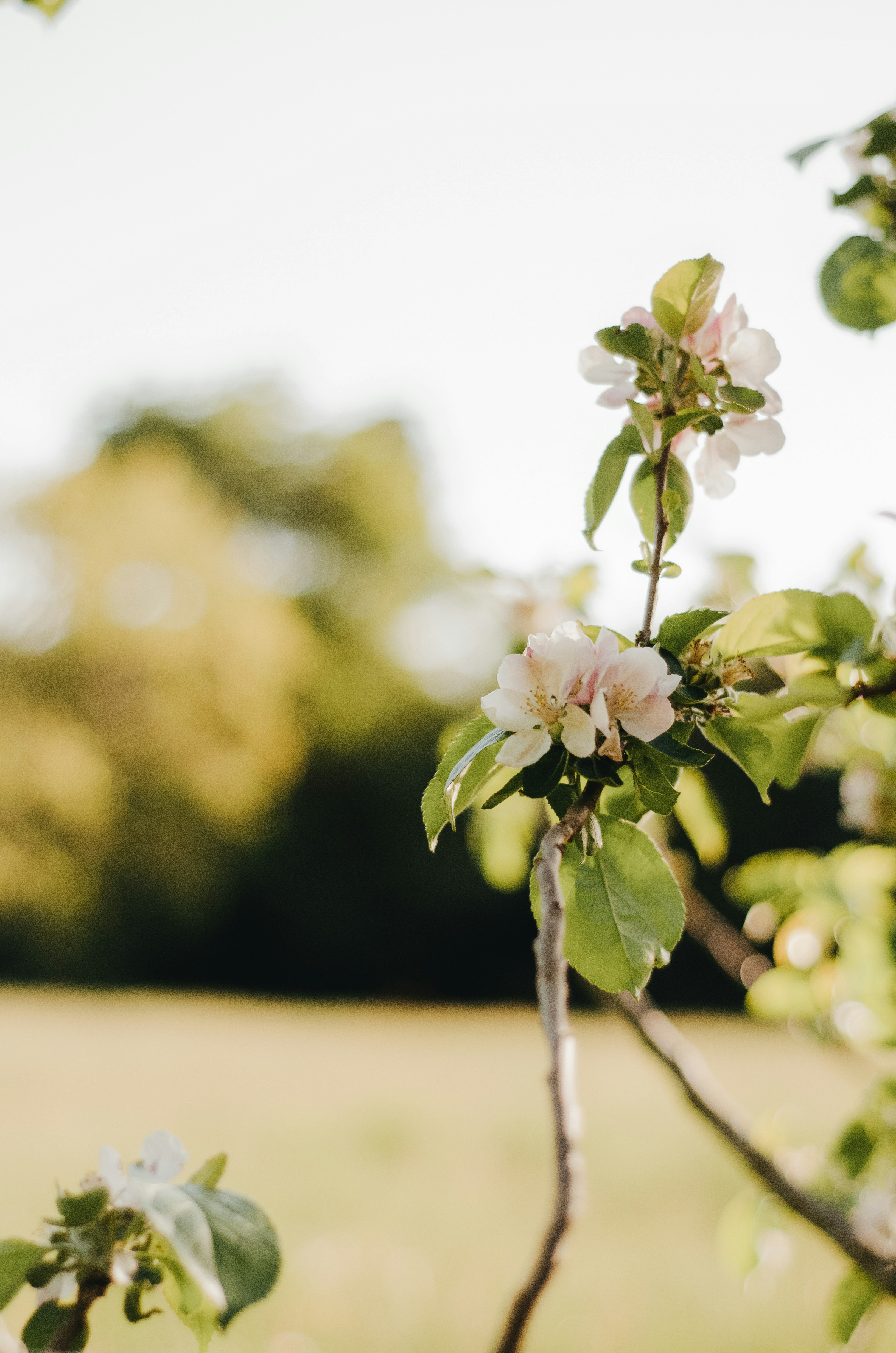 Sunlit Petals on a Quiet Orchard Branch