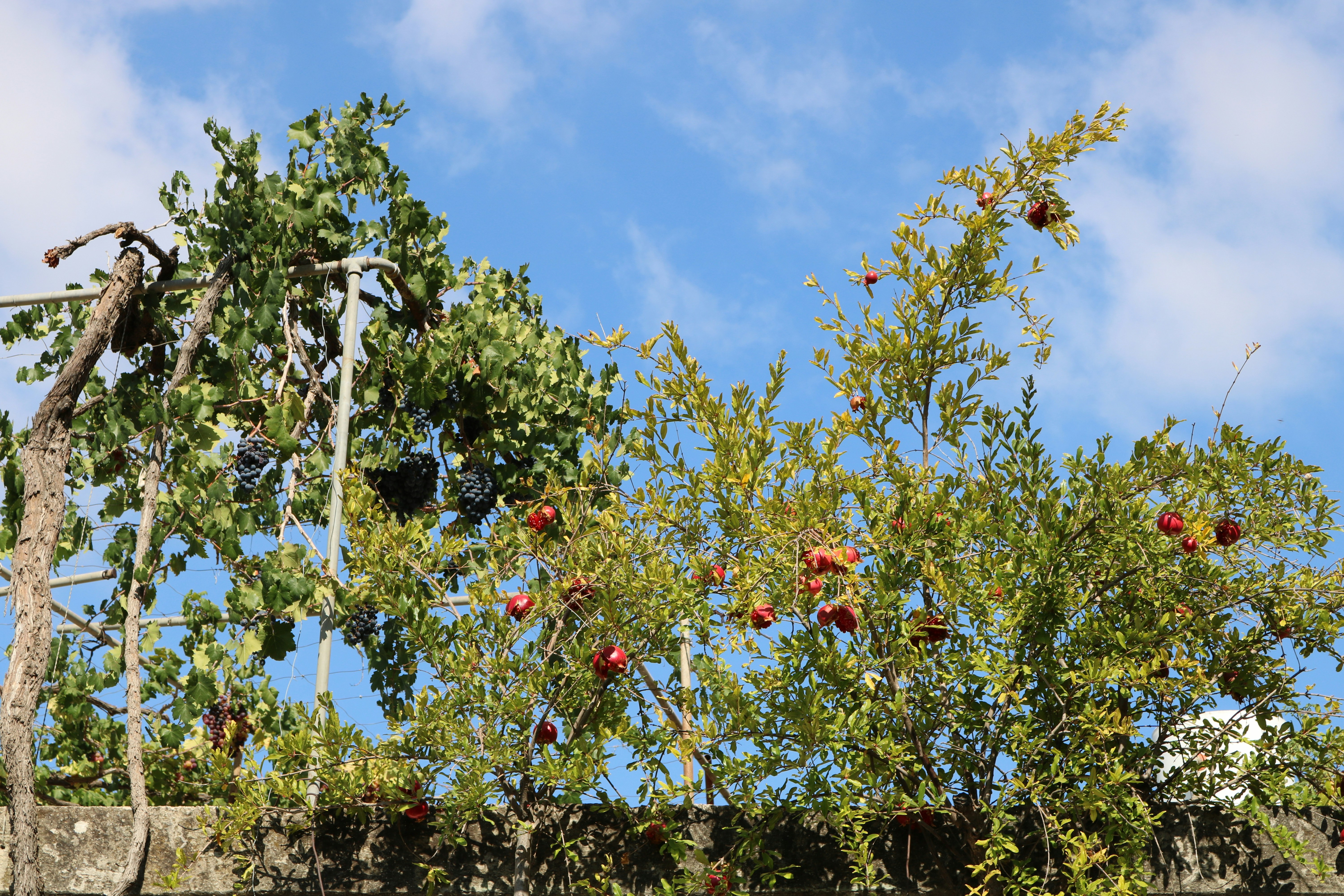 Un bouquet de fruits pousse sur un arbre photo – Photo Plante Gratuite ...