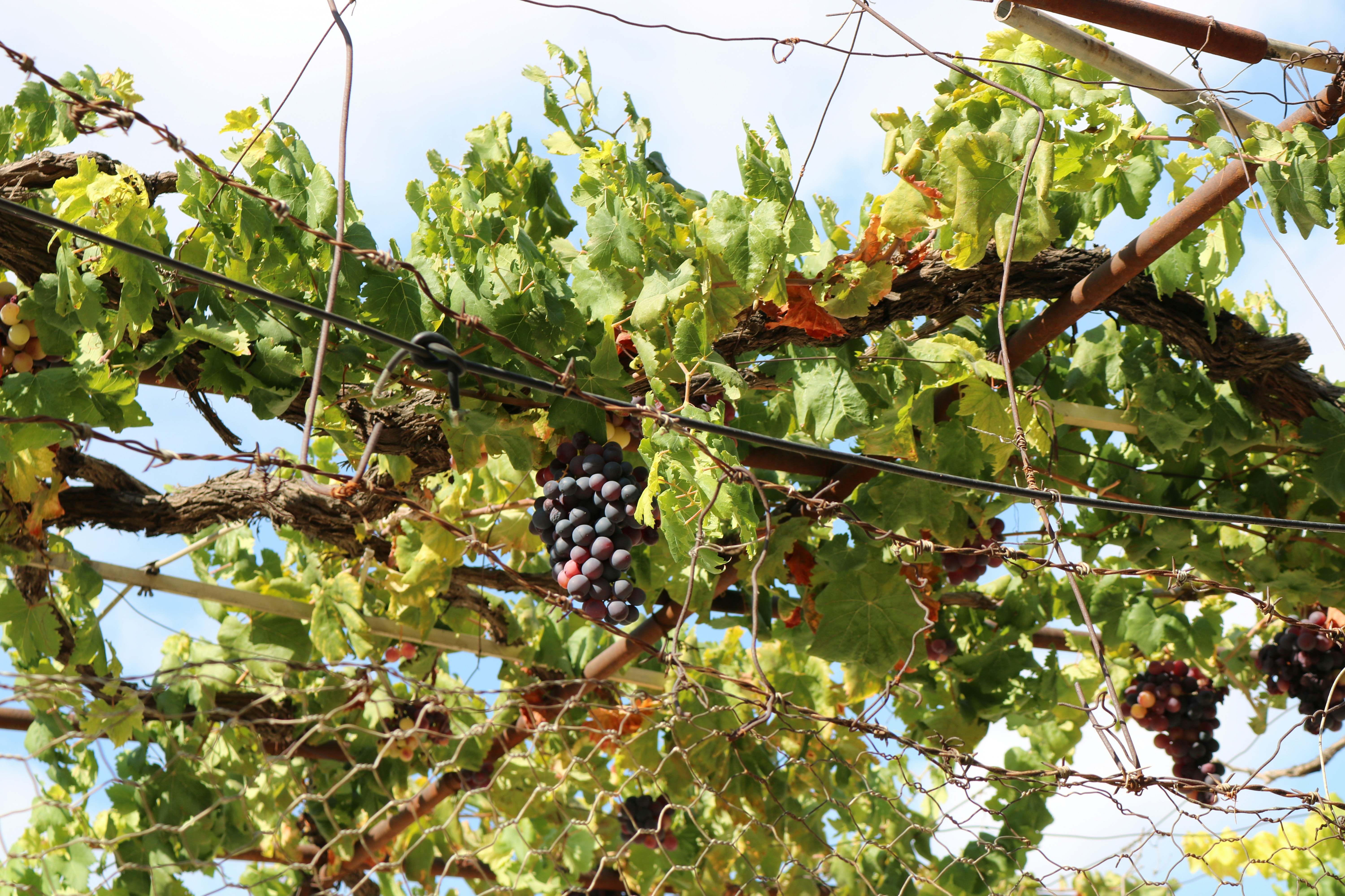 Foto zum Thema Eine Traube, die an einer Rebe hängt – Kostenloses Bild ...