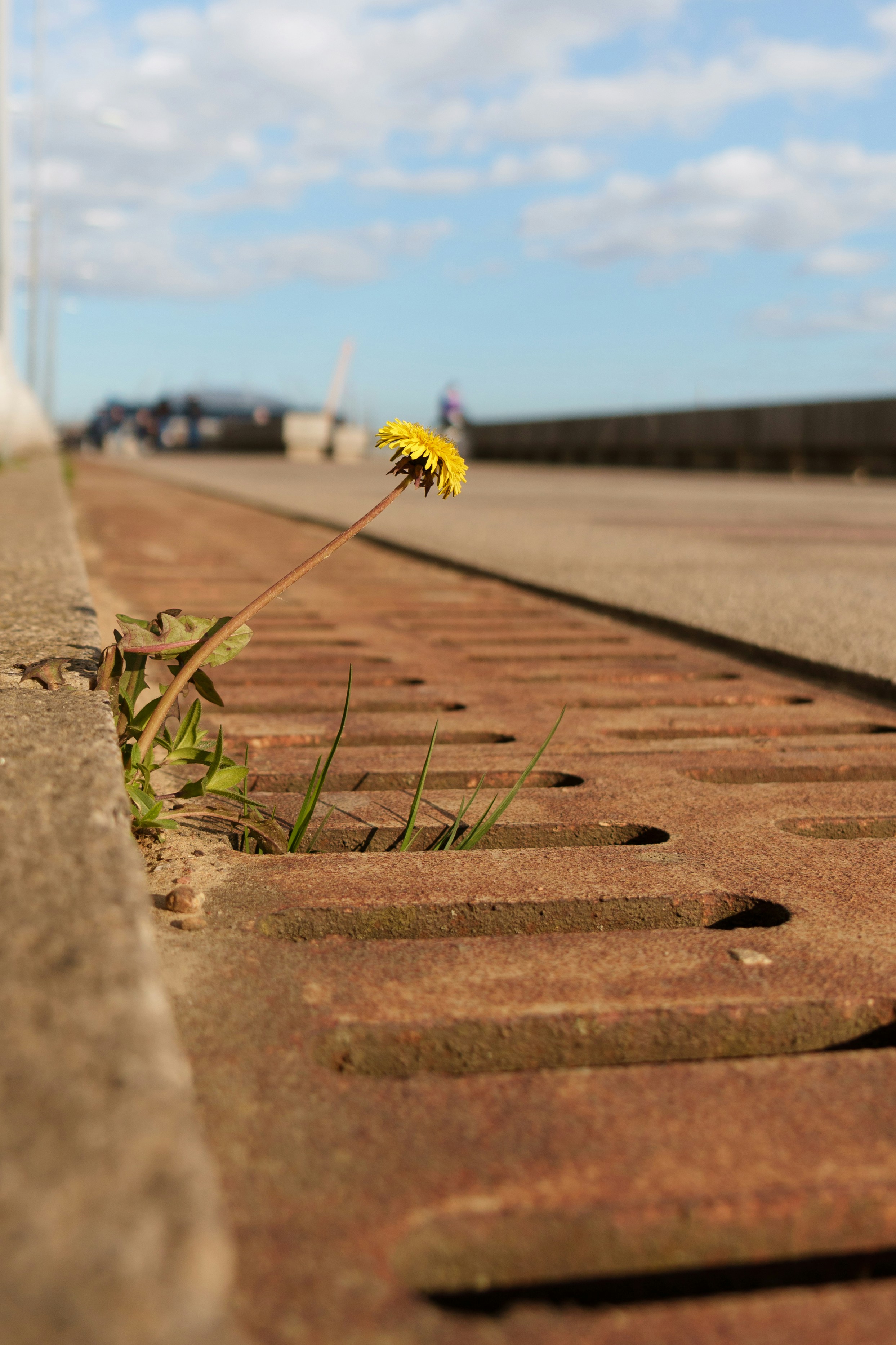 Tenacious Dandelion at the Edge of the Brick Path