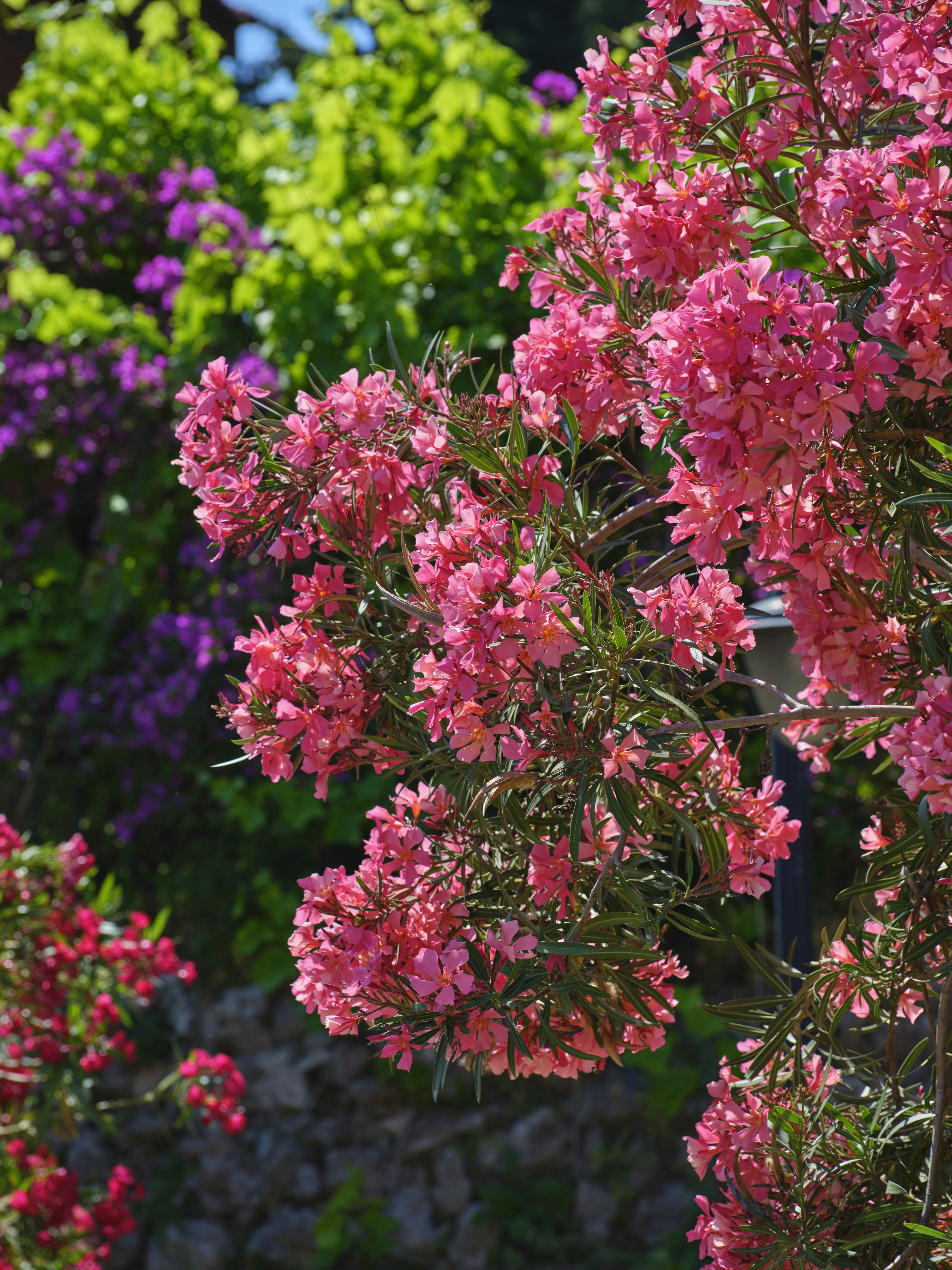 Sunlit Pink Azalea Cascade in a Verdant Garden