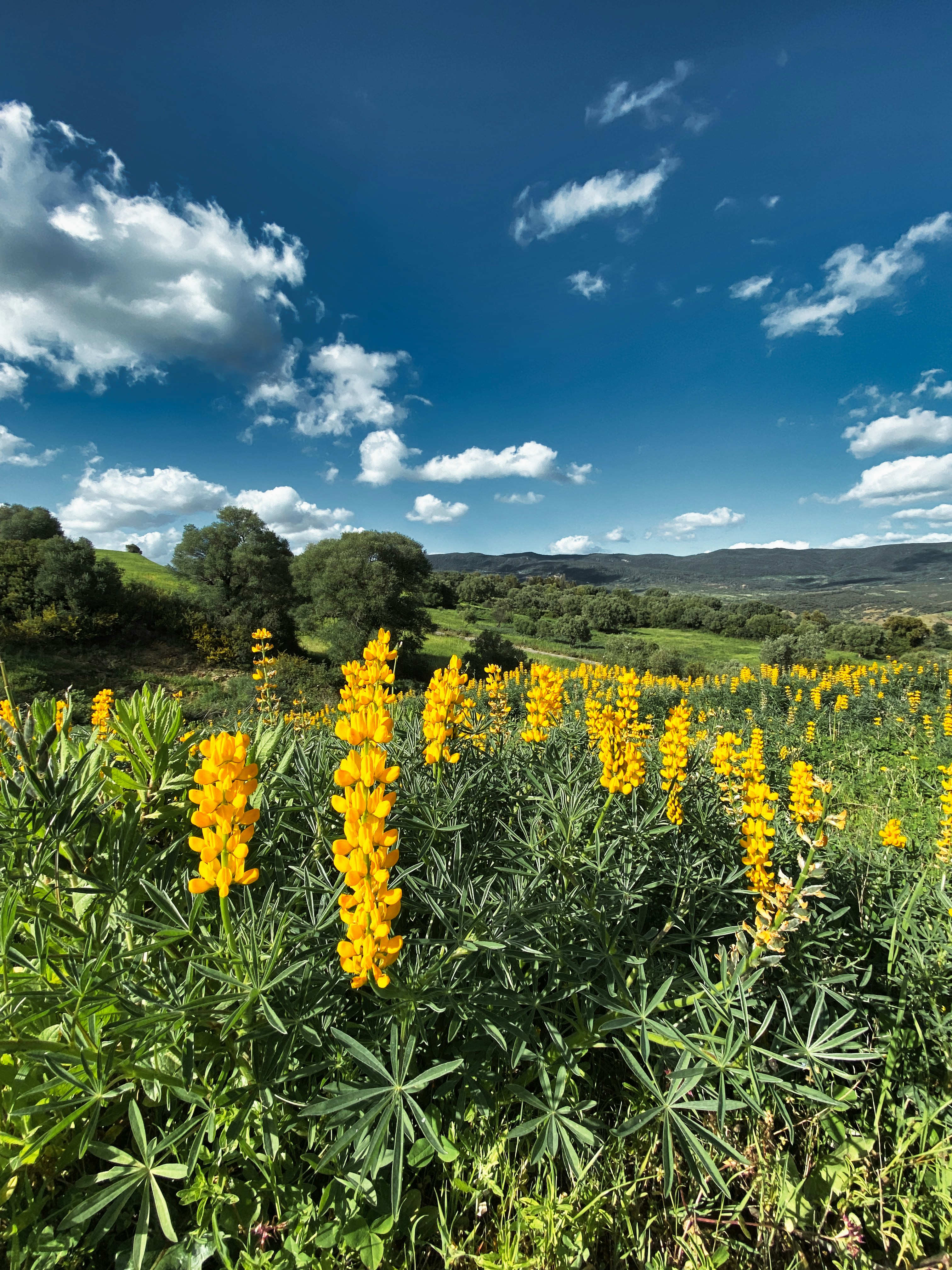 a field full of yellow flowers under a blue sky