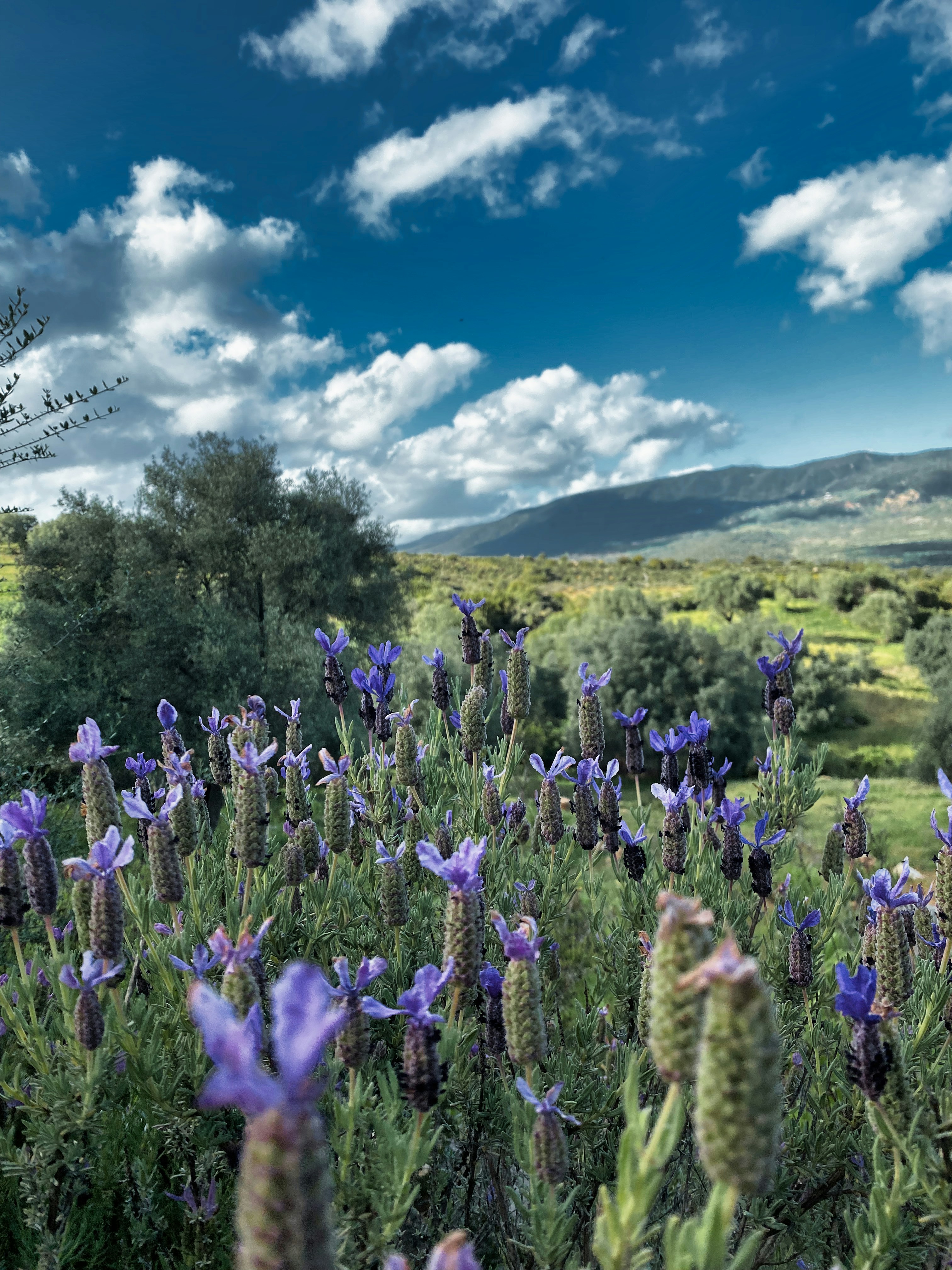 a field full of purple flowers under a cloudy blue sky
