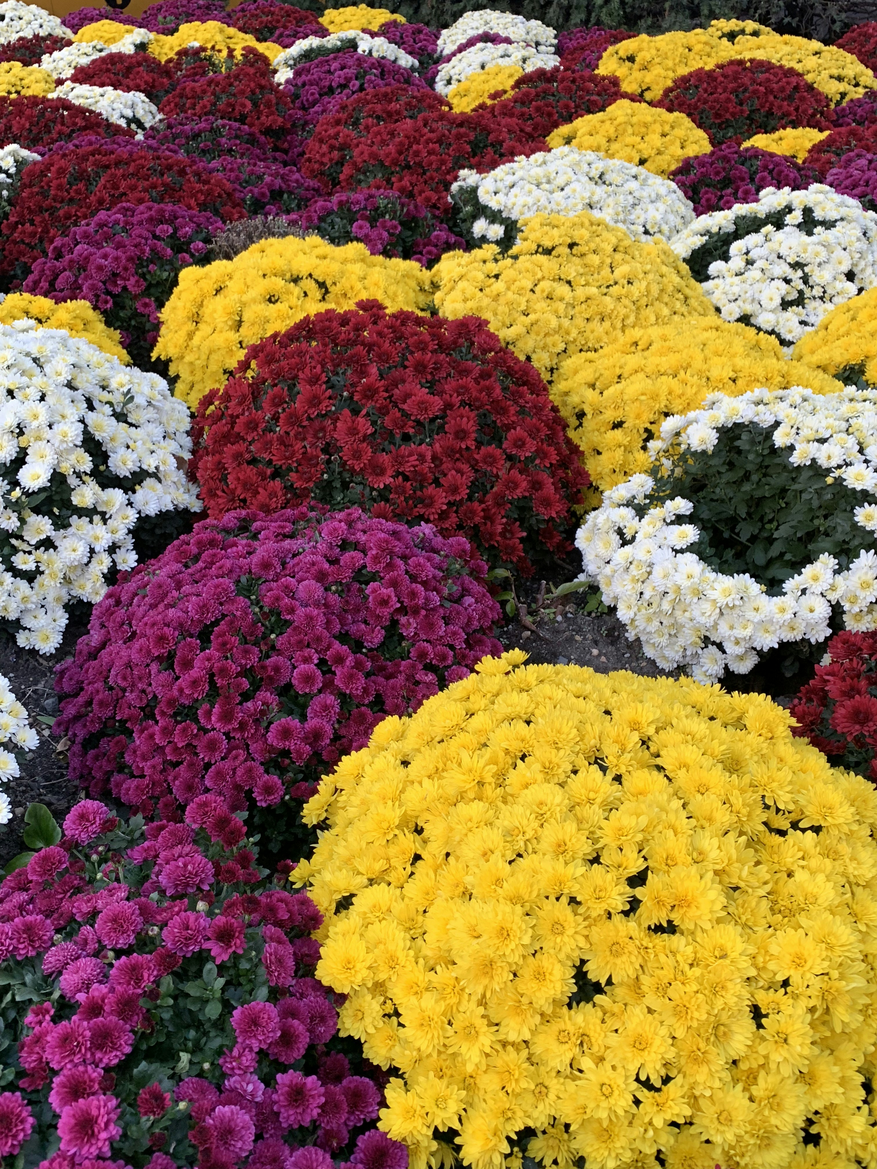 Un bouquet de fleurs qui sont dans le sol photo – Photo Plante Gratuite ...