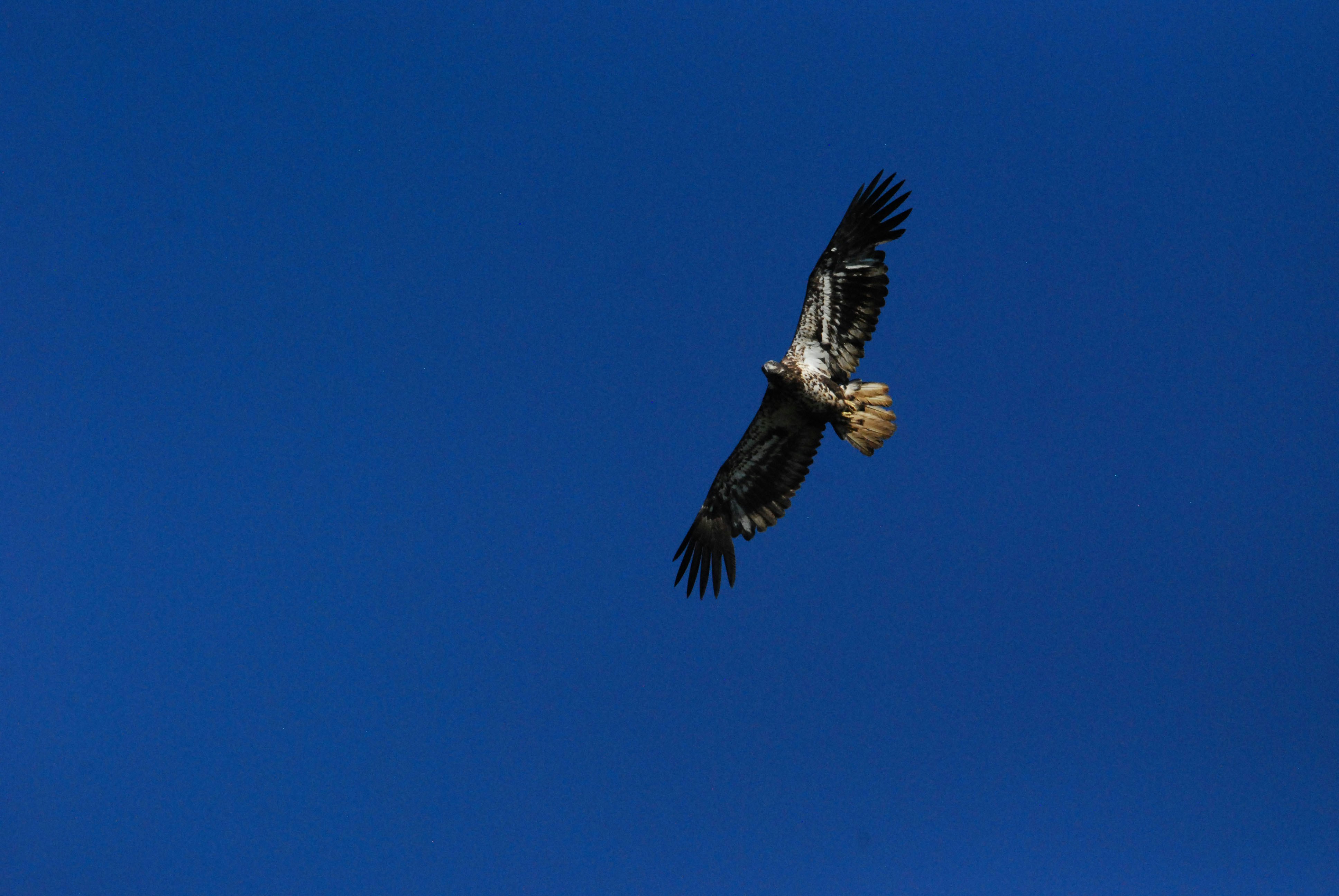 A large bird flying through a blue sky photo – Free Rotary park Image ...