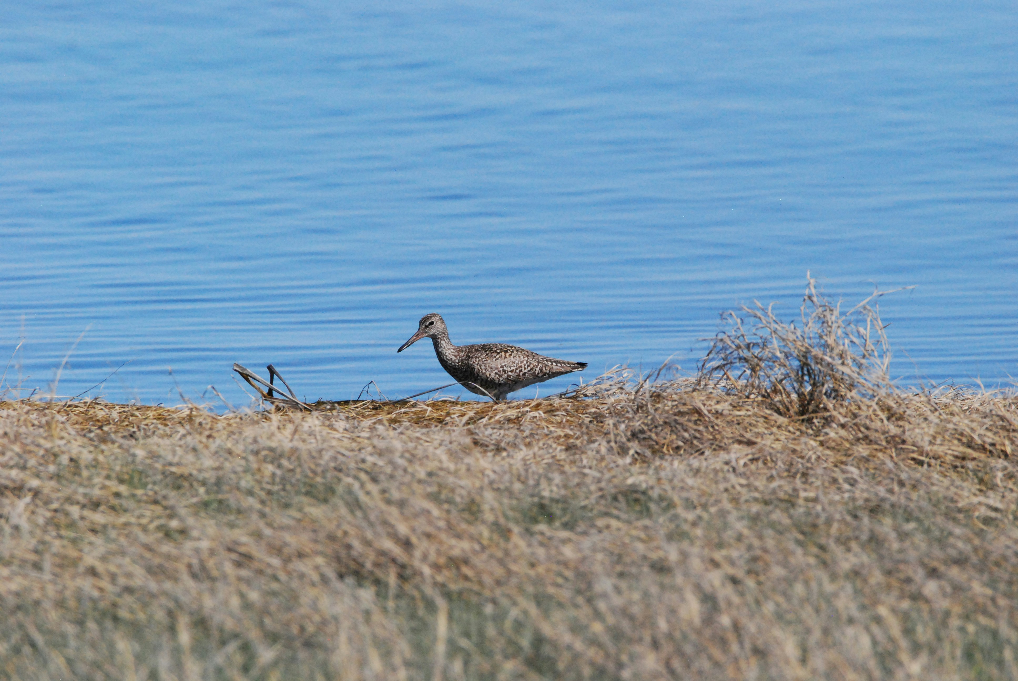 A bird standing on a dry grass field next to a body of water photo ...