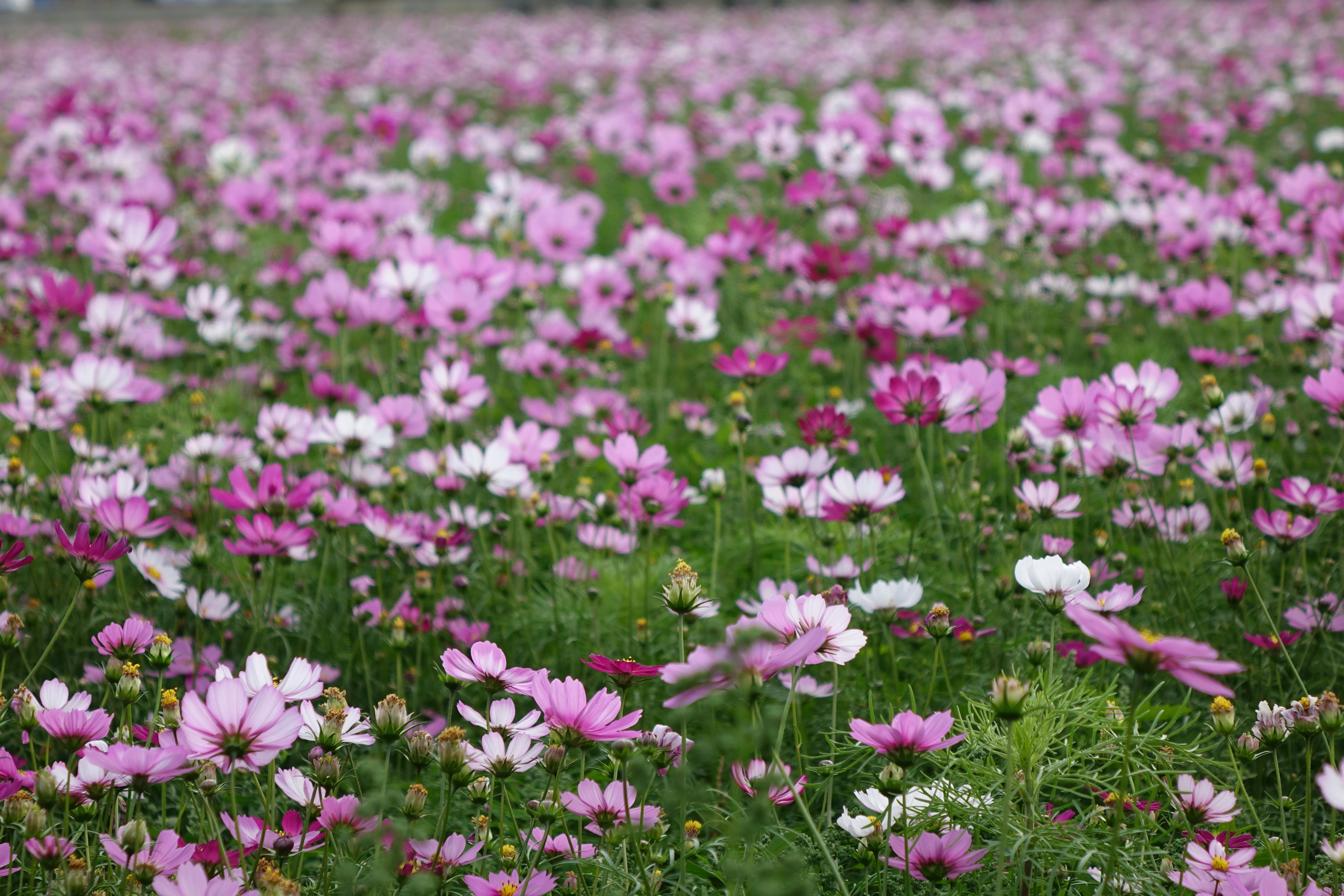 Un champ plein de fleurs roses et blanches photo – Photo 대만 Gratuite ...