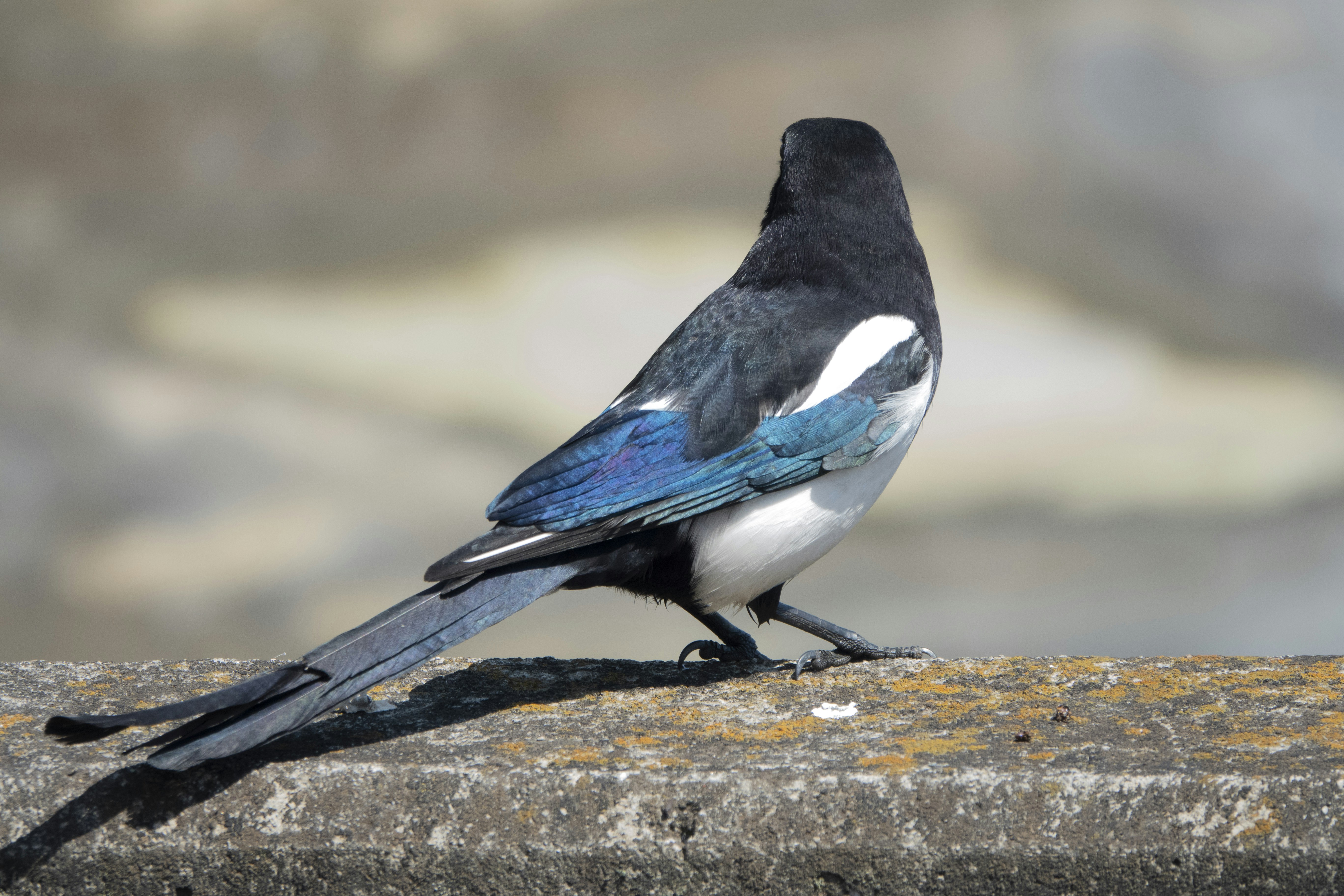 A magpie perched gracefully on a ledge, showcasing its striking black and white plumage with iridescent blue accents. The blurred background emphasizes the bird's elegant silhouette.