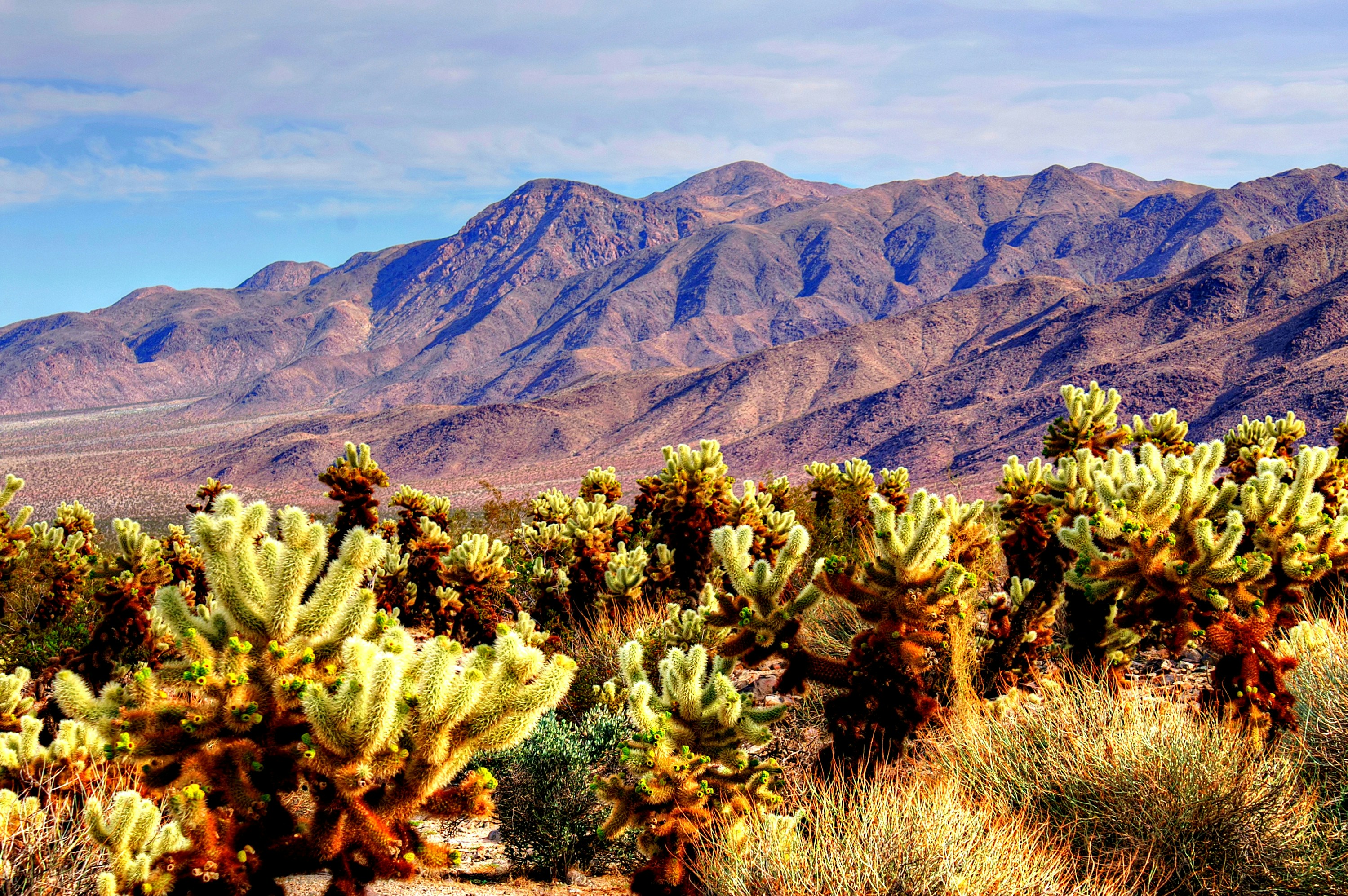 A large group of cactus plants in front of a mountain range photo ...