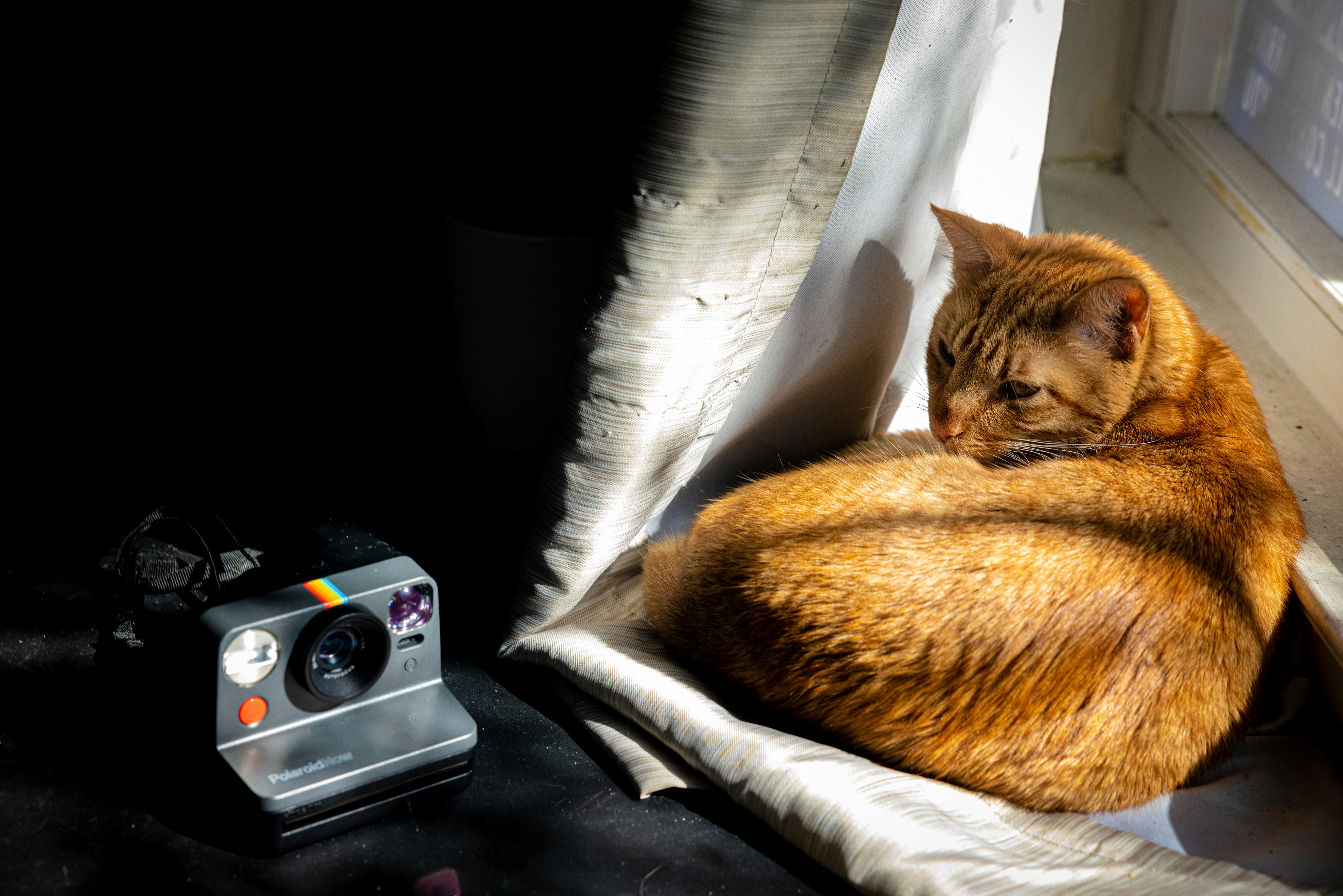 Sunlit Ginger Lounge: A Quiet Moment by the Window